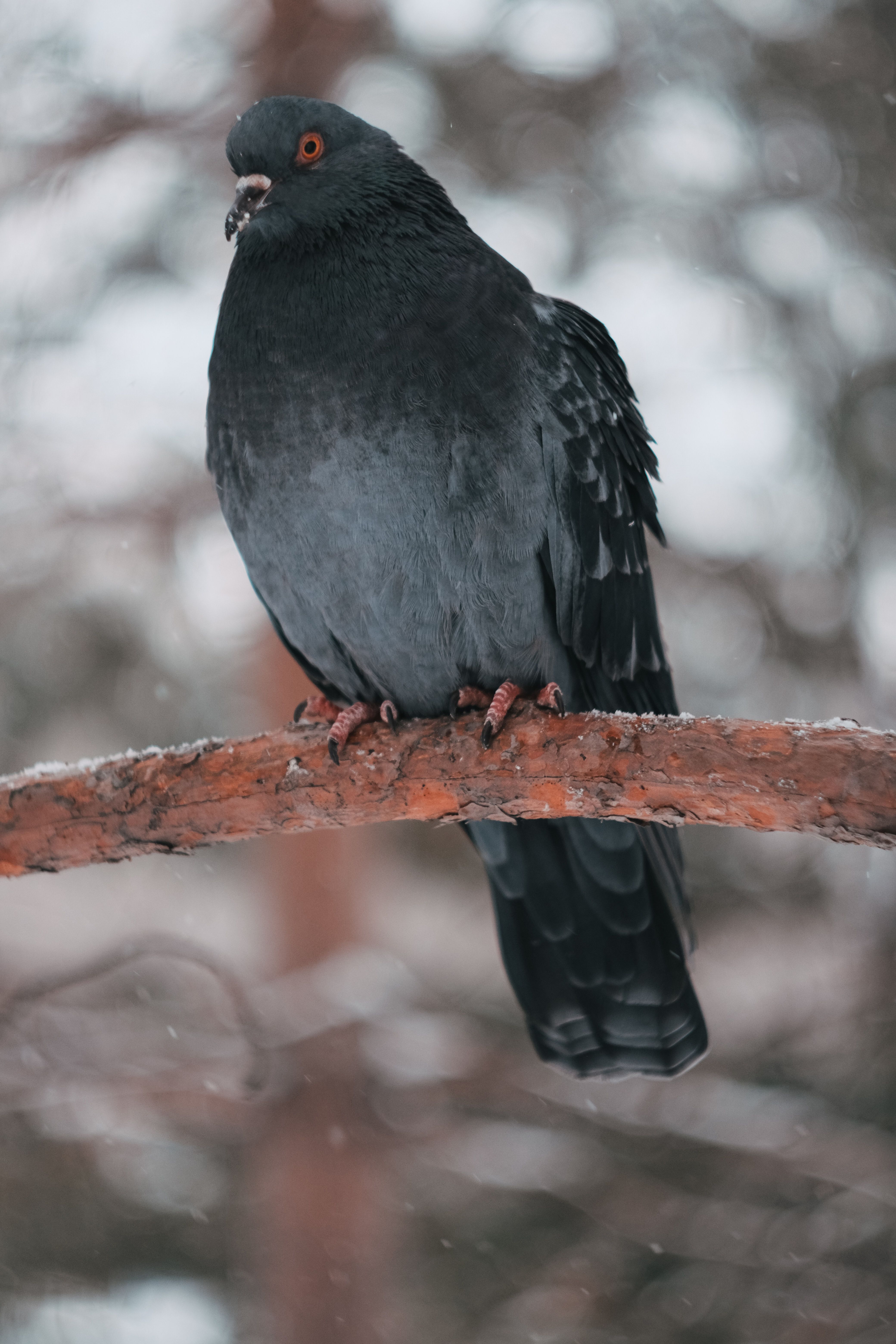 Close-up of a Pigeon on a Tree Branch · Free Stock Photo