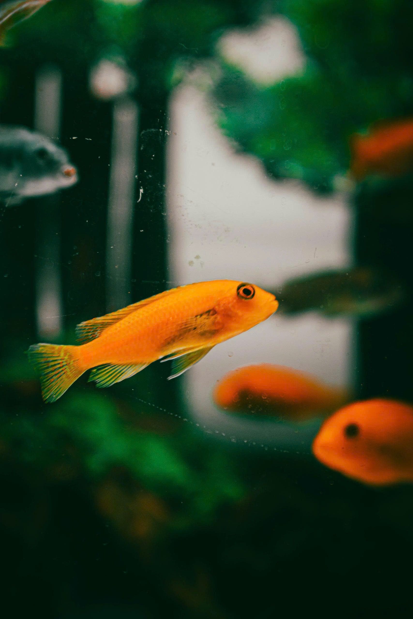 Desktop Fish Backgrounds Photos, Download The BEST Free Desktop Fish ...