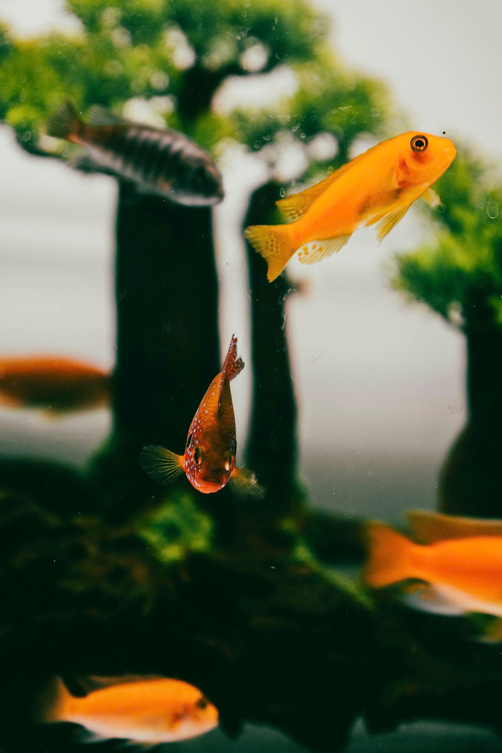 Vibrant Tropical Fish in a Lush Aquarium · Free Stock Photo