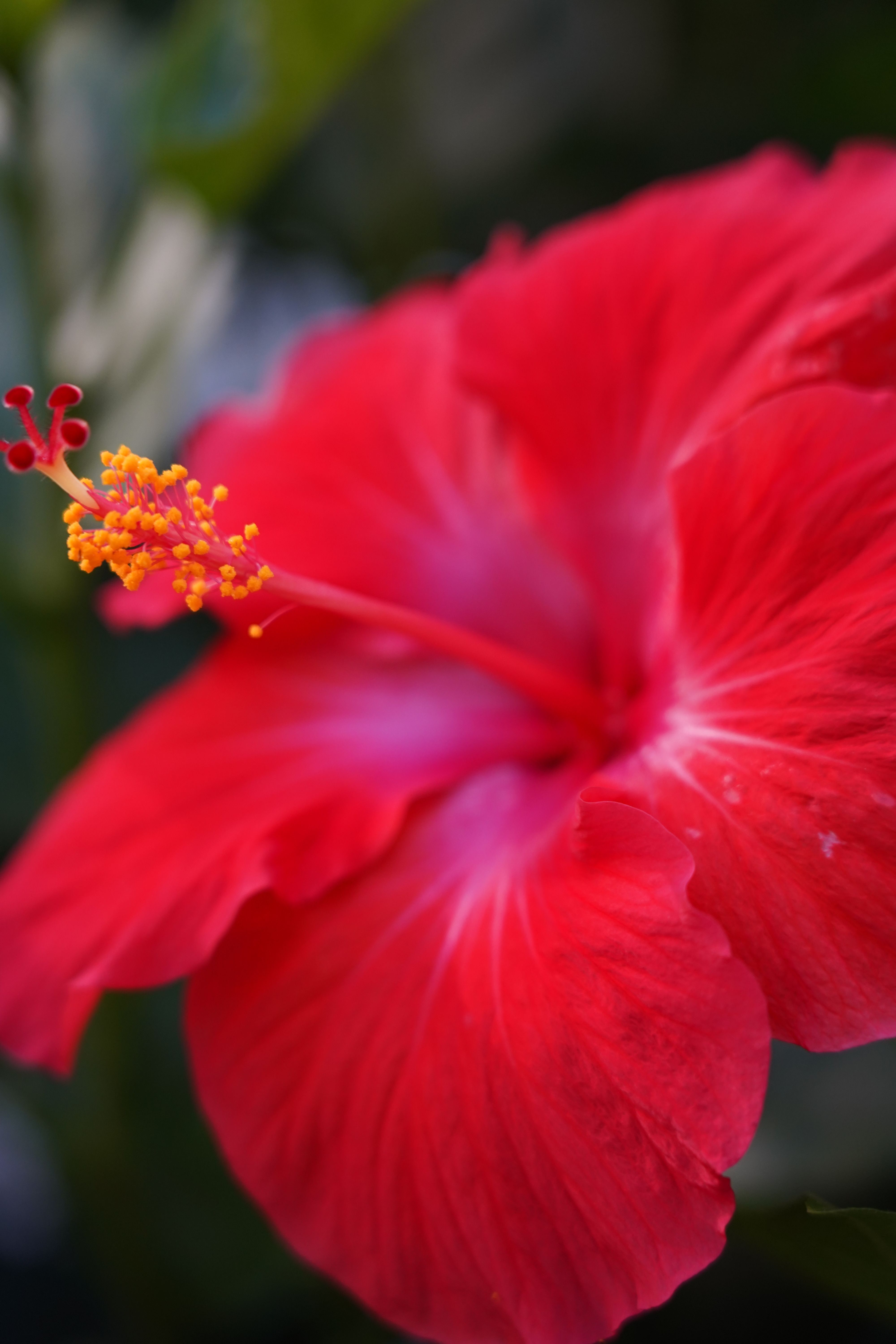 Red Hibiscus Selective Photography · Free Stock Photo