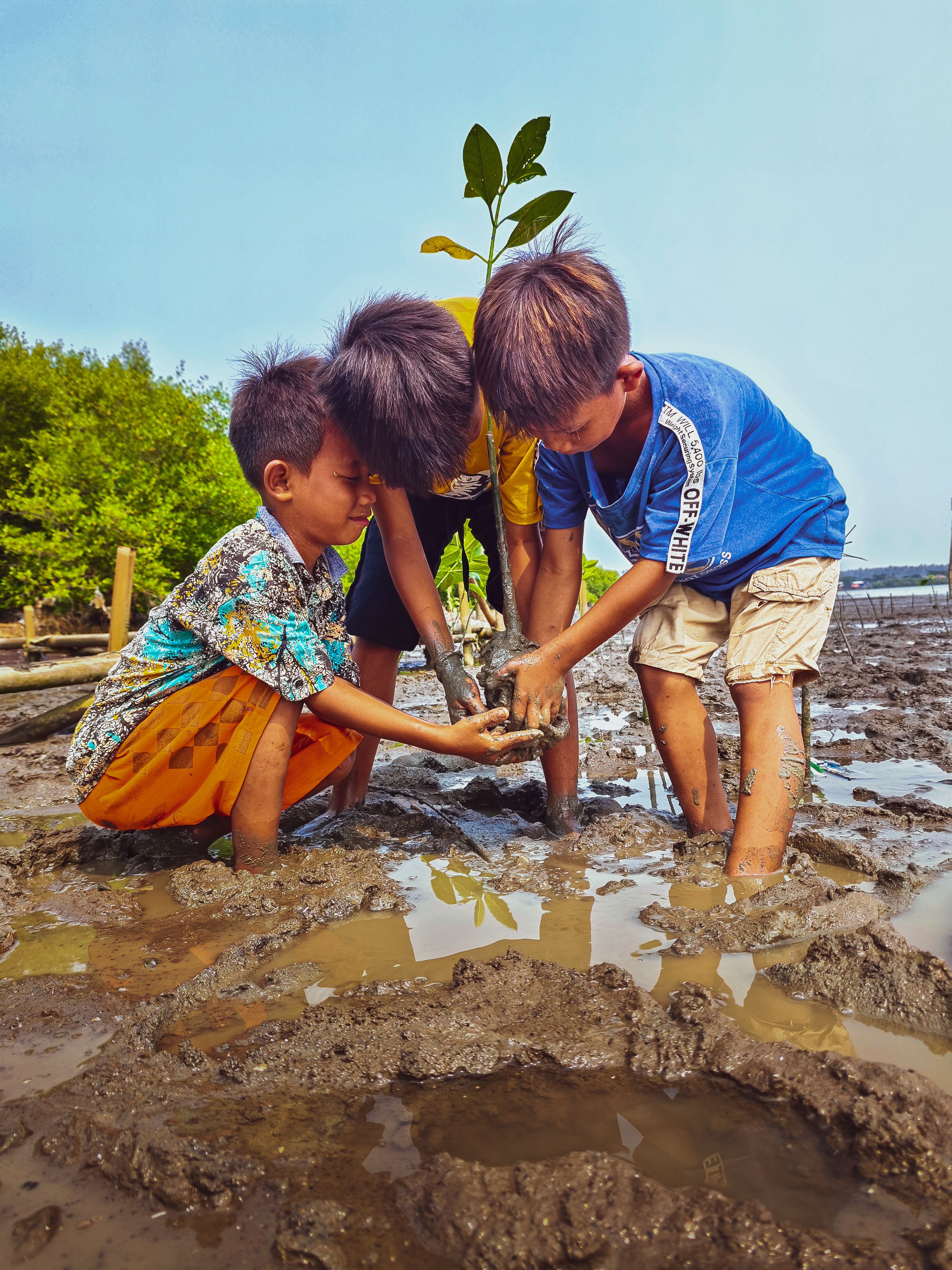 Children Planting Mangroves in Banten, Indonesia · Free Stock Photo