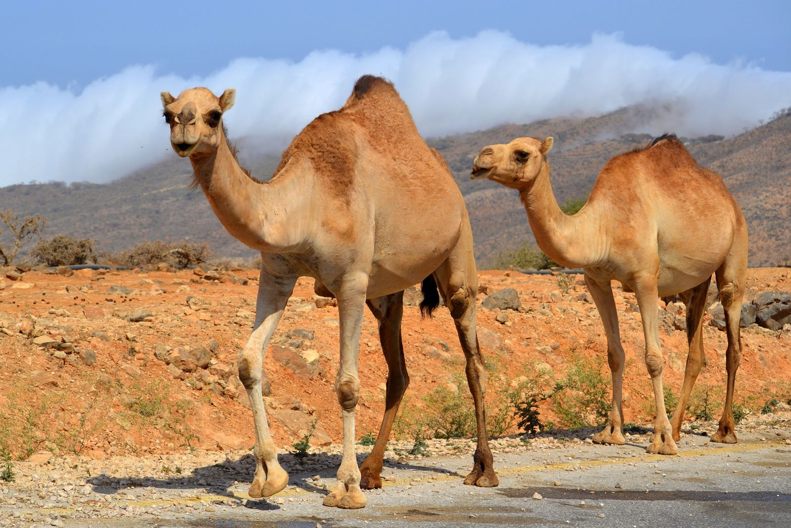 Camel Toe Photos, Download The BEST Free Camel Toe Stock Photos & HD Images