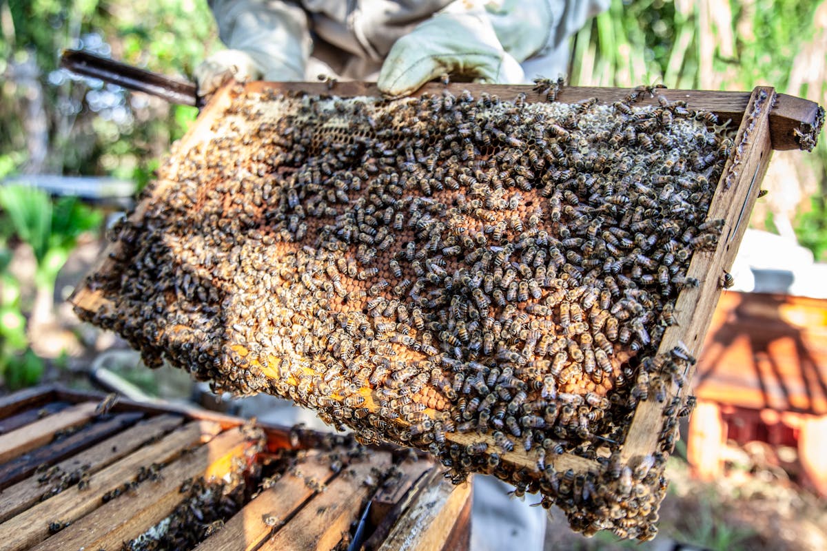 Bee Hive Photos, Download The BEST Free Bee Hive Stock Photos & HD Images