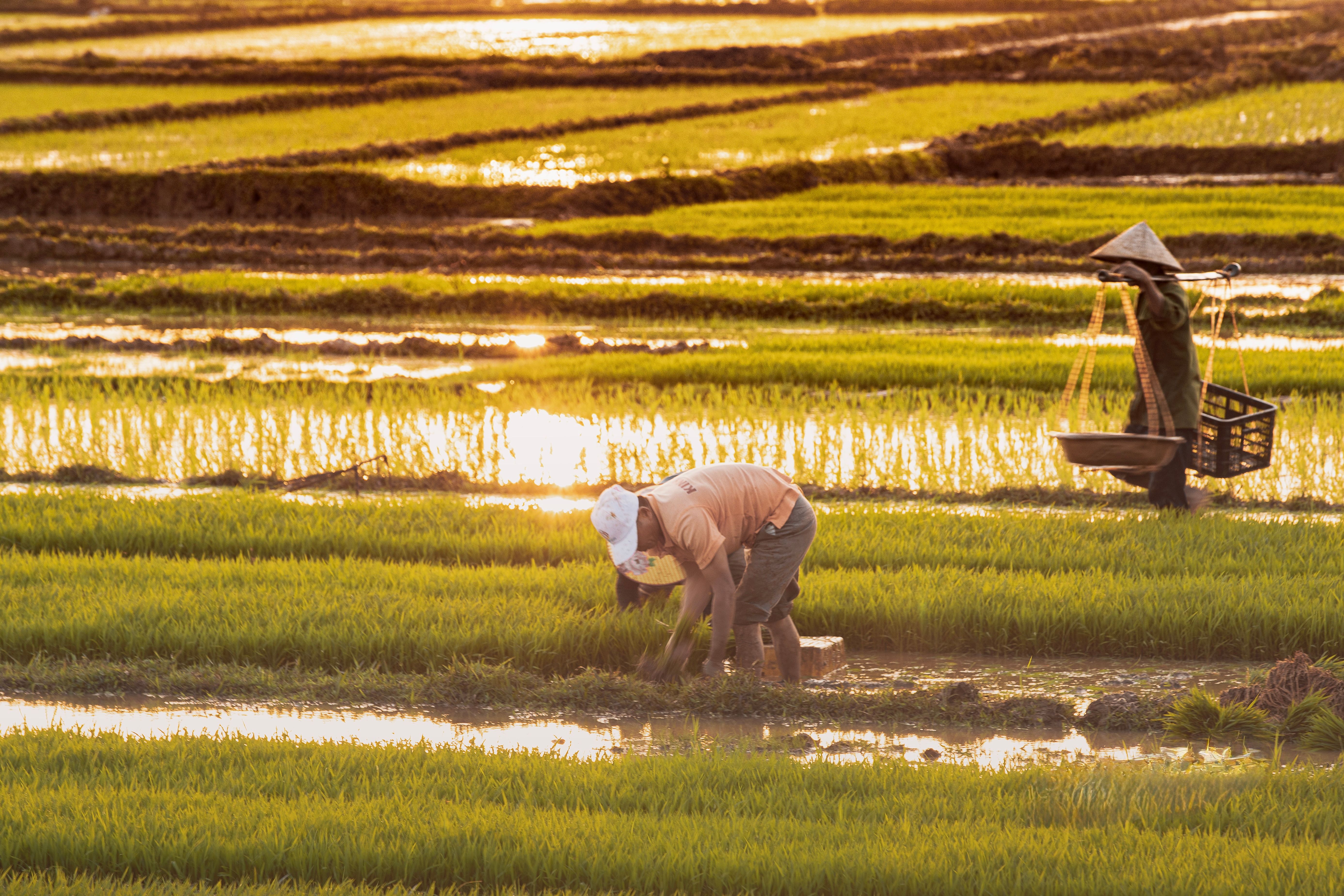 Traditional Asian Farmers Working in Rice Paddies at Sunset · Free ...