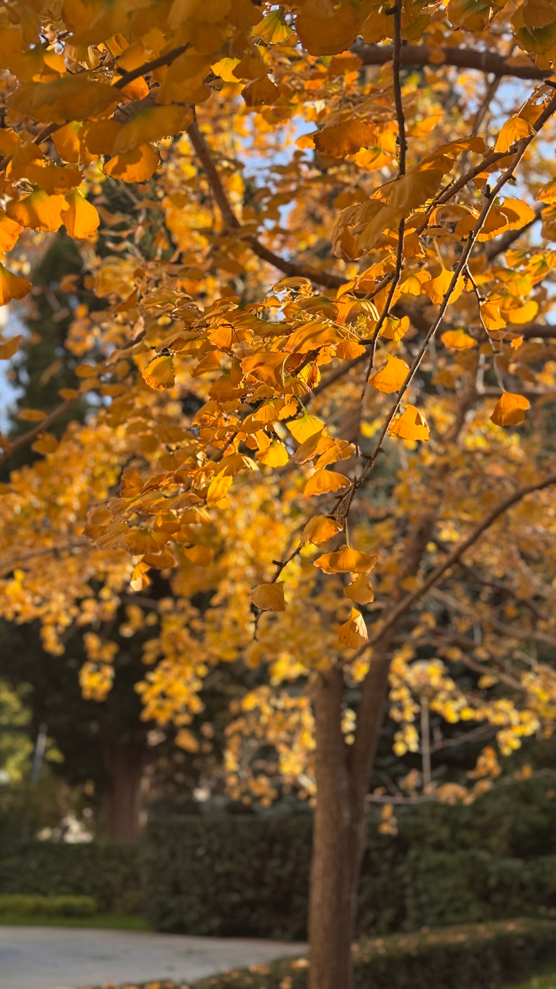 Golden Autumn Leaves in Sochi, Russia · Free Stock Photo