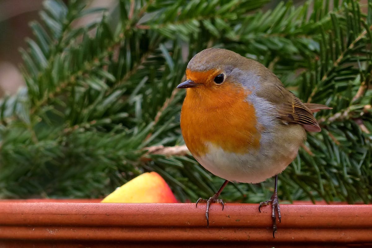 Robin Photos, Download The BEST Free Robin Stock Photos & HD Images