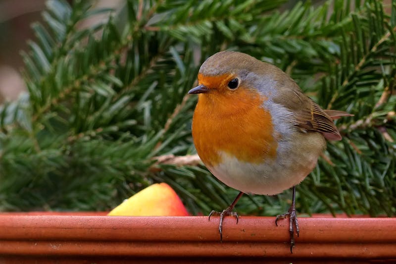 Robin Photos, Download The BEST Free Robin Stock Photos & HD Images