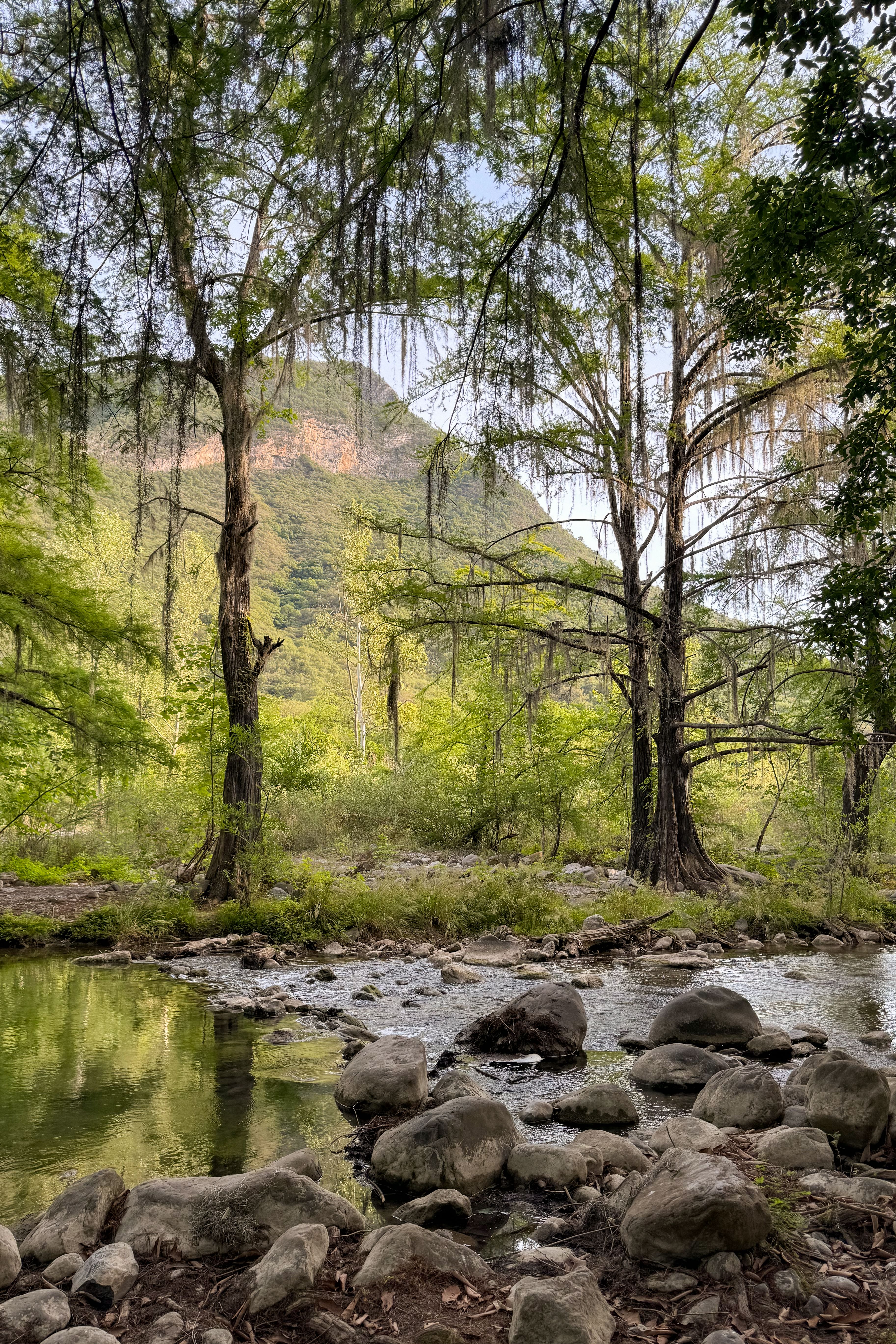 Serene River in Nuevo León Forest · Free Stock Photo
