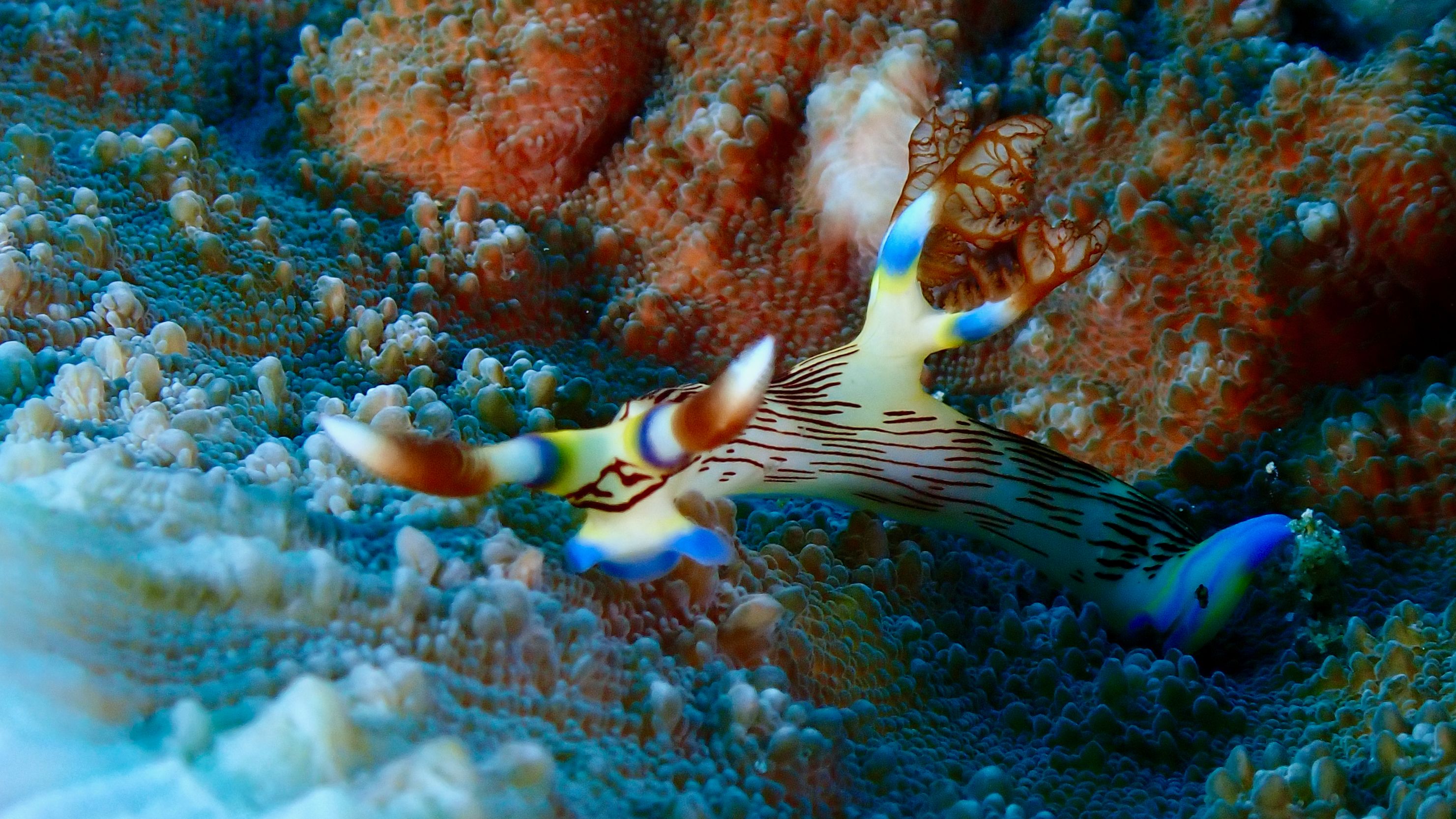 Vibrant Nudibranch on Coral Reef in Philippines · Free Stock Photo