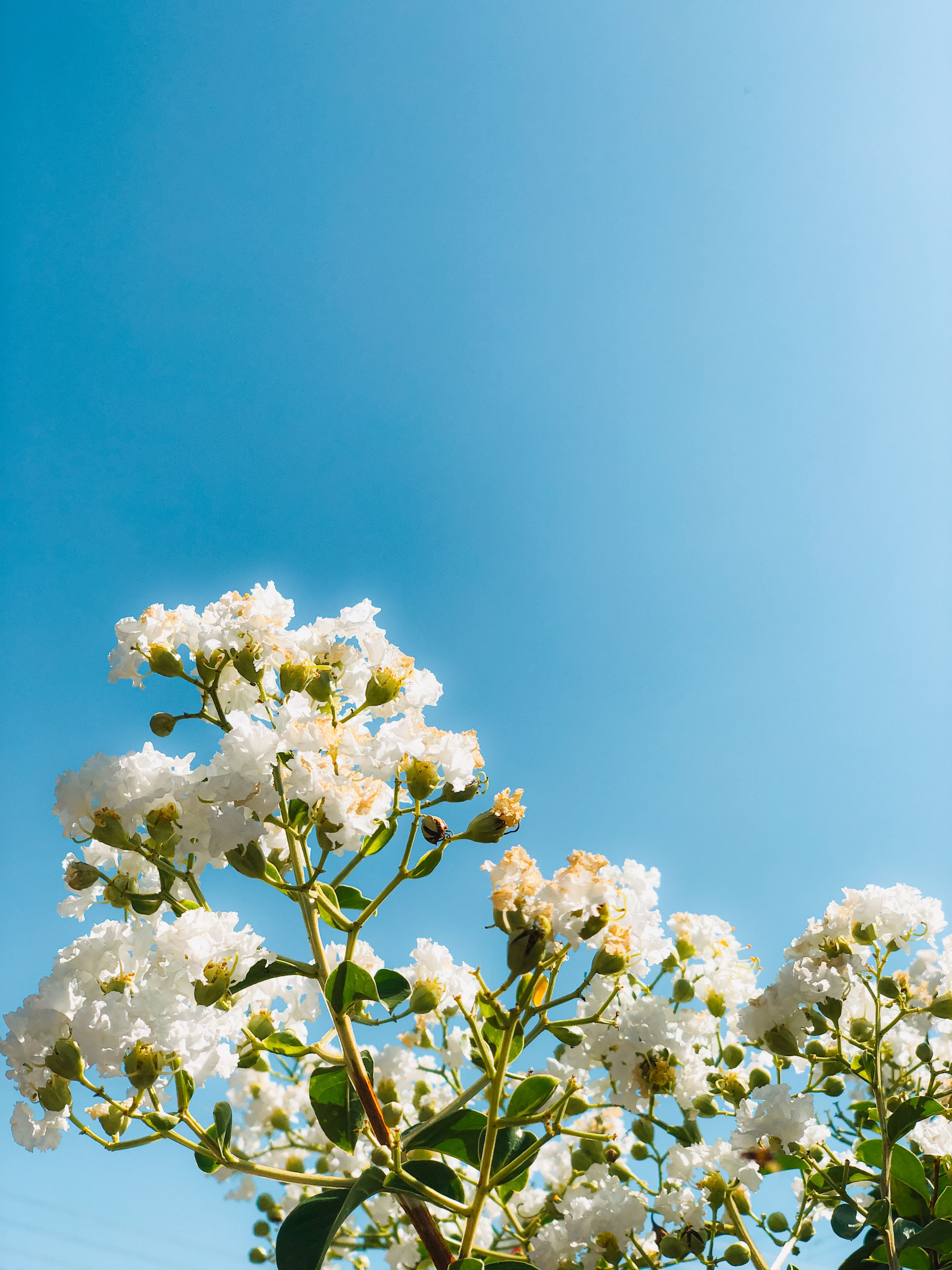 Bright Blue Sky and White Flowers in Bloom · Free Stock Photo