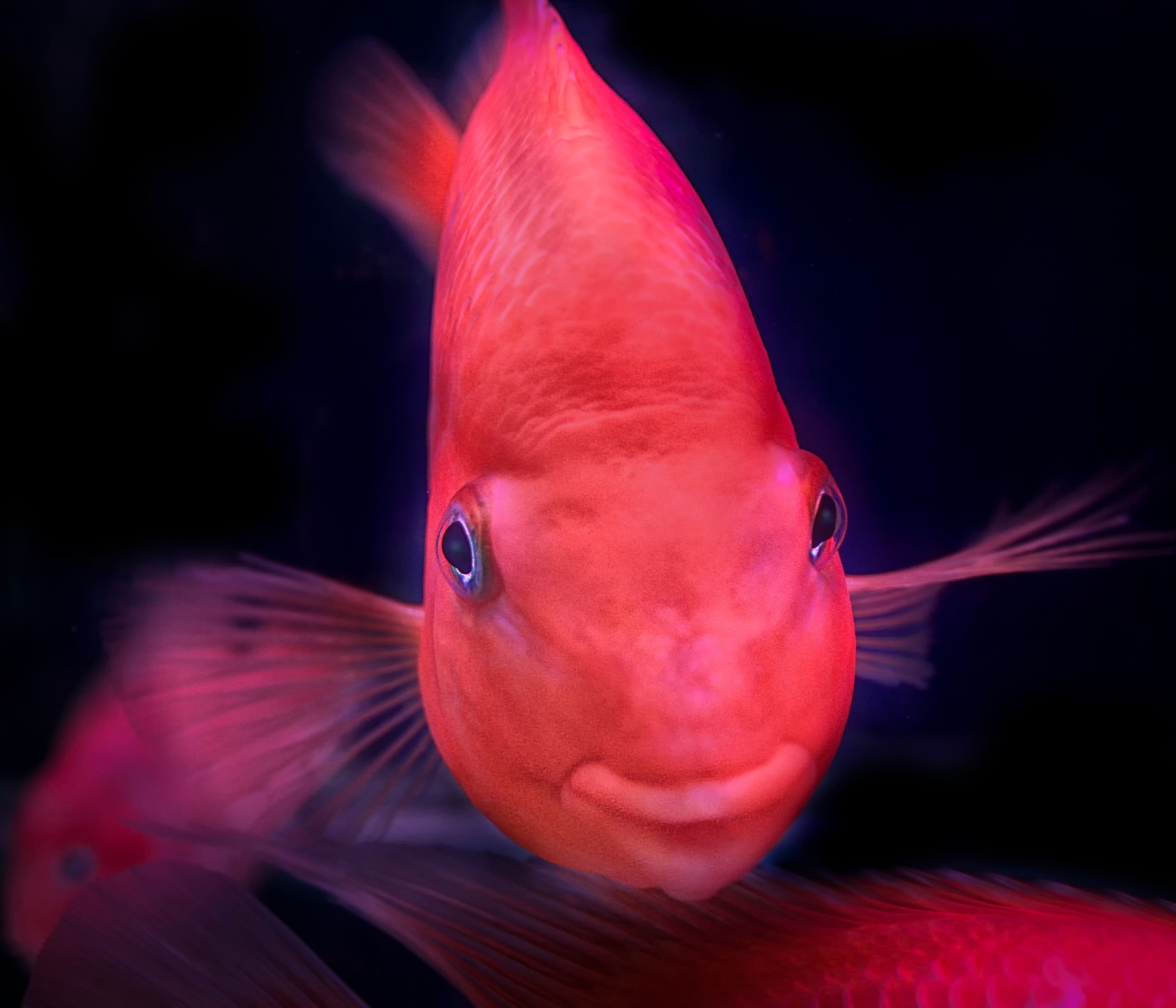 Vibrant Parrot Fish in Dark Aquarium Setting · Free Stock Photo