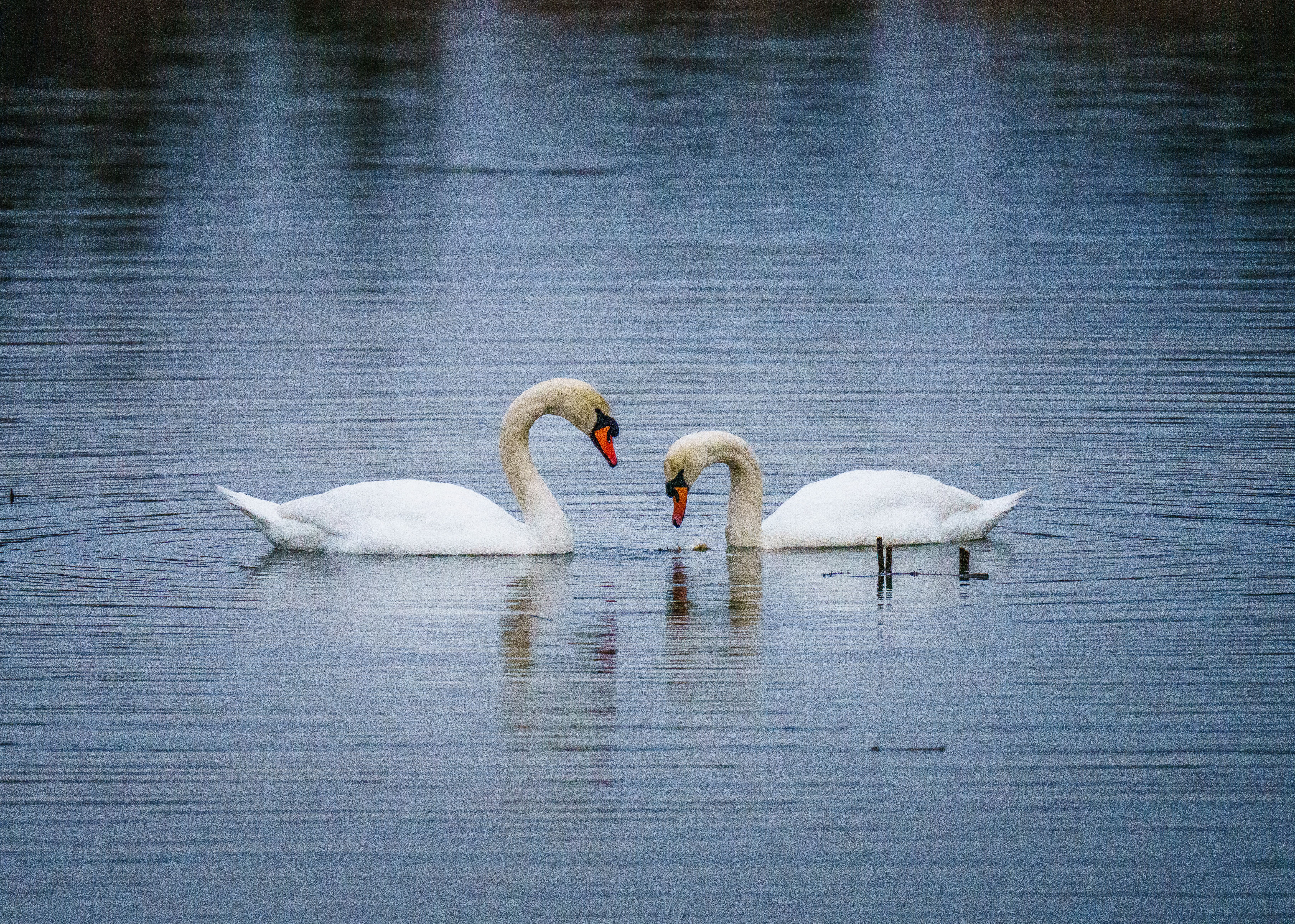 Elegant Mute Swans Gracefully Swimming Together · Free Stock Photo