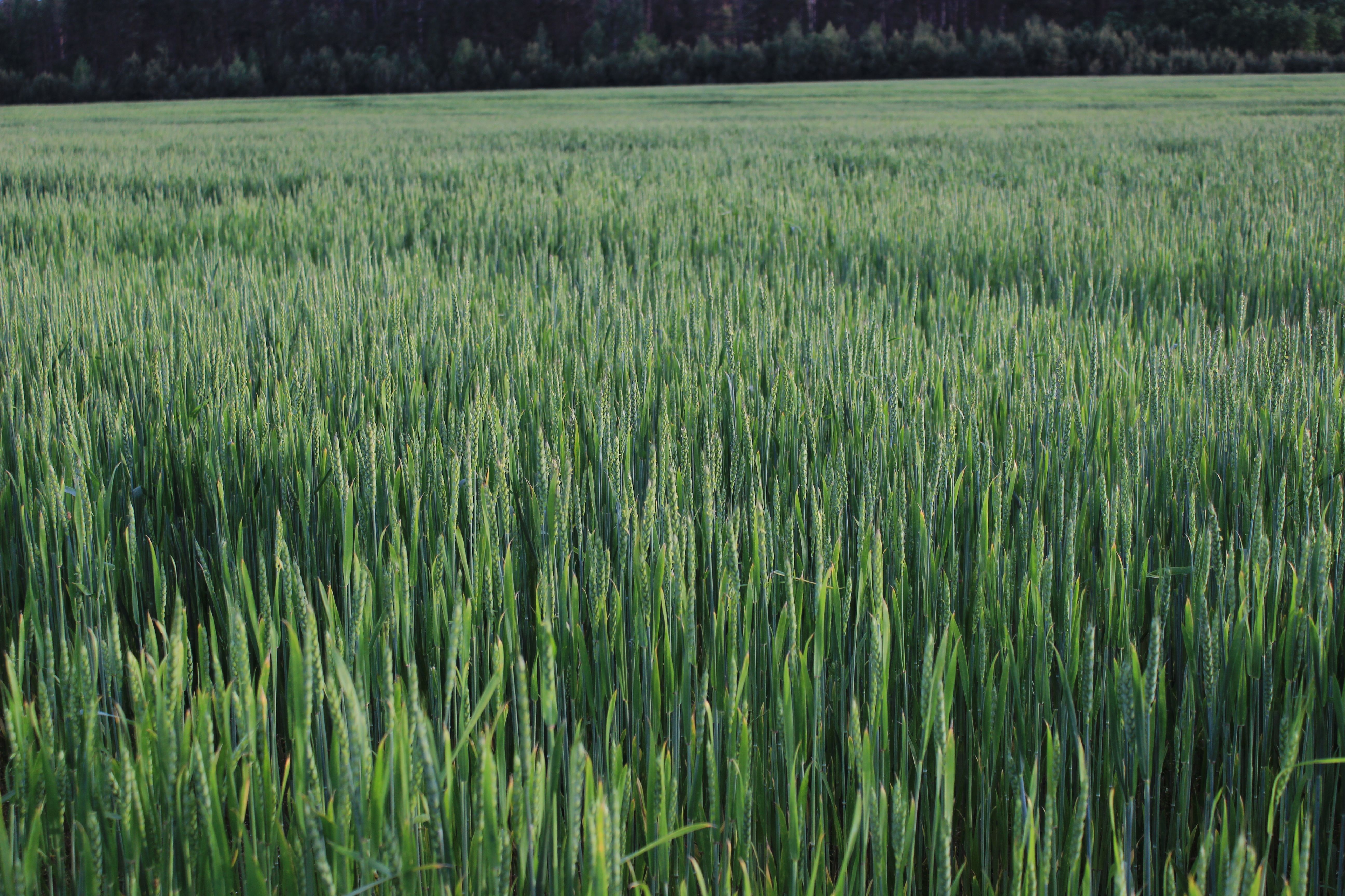 Green Grass Field Near Trees · Free Stock Photo