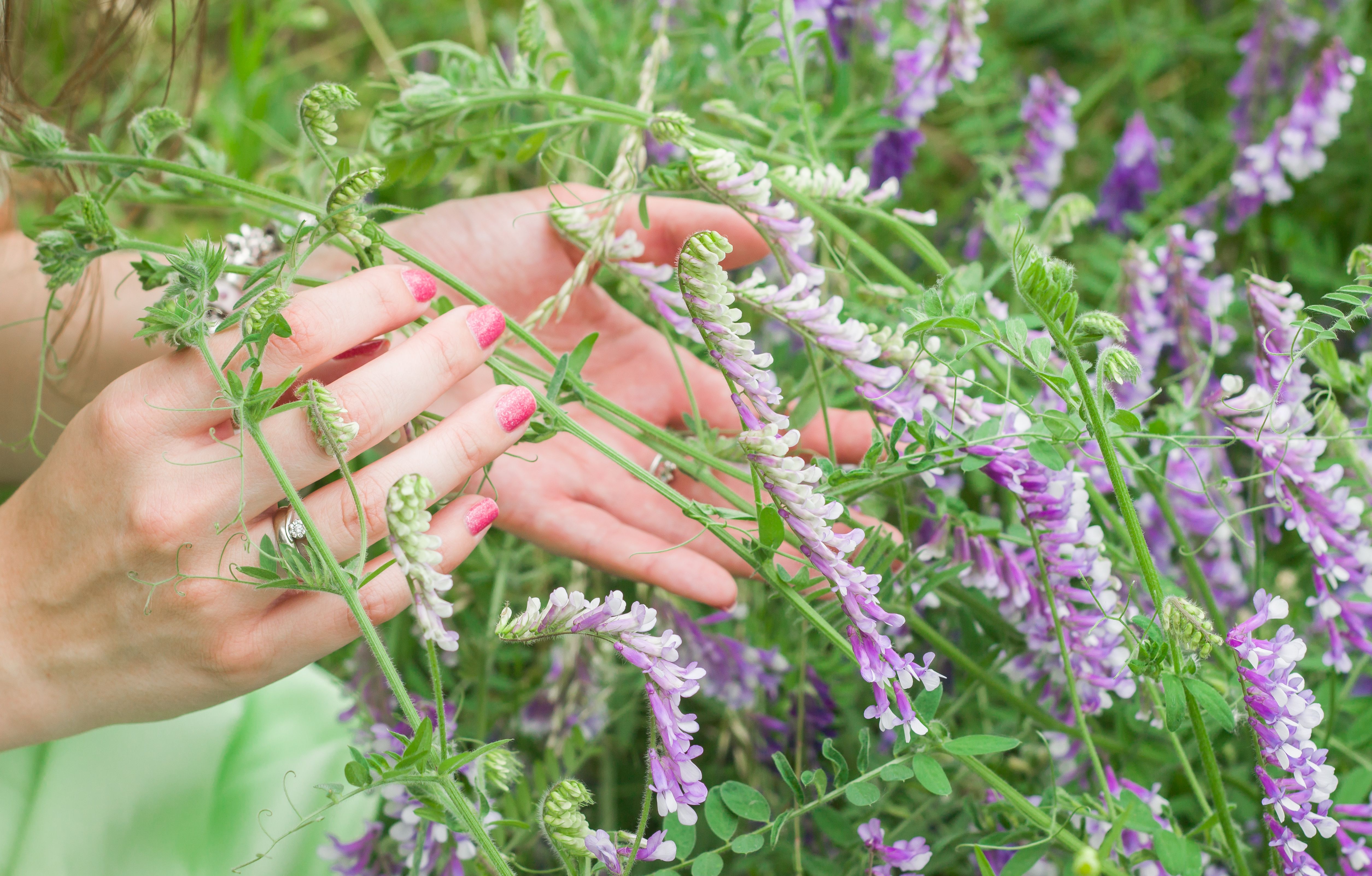 Hands with Purple Flowers in a Garden · Free Stock Photo