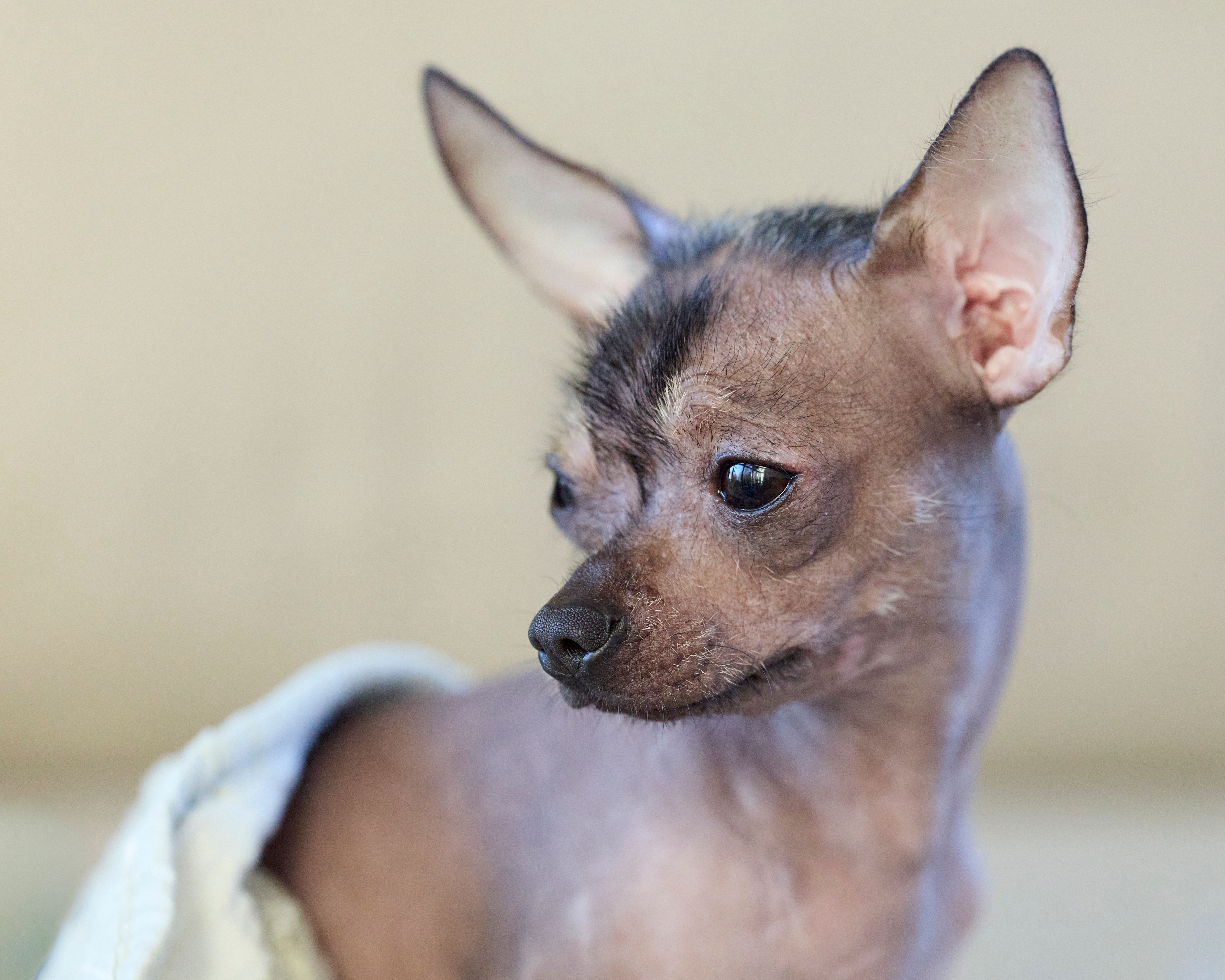 Person Holding a Fennec Fox · Free Stock Photo