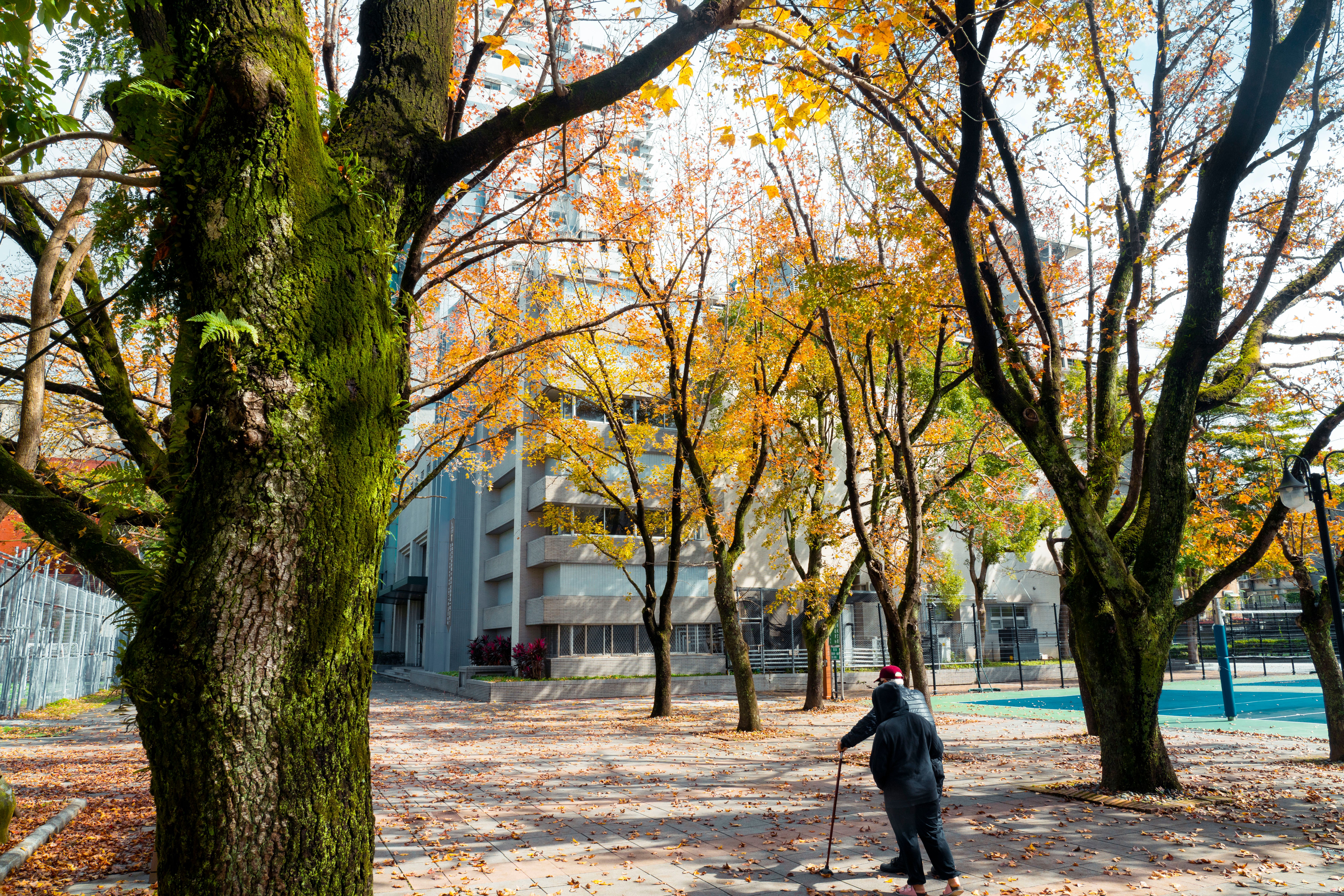 Autumn Walk Under Trees in Taipei Park · Free Stock Photo