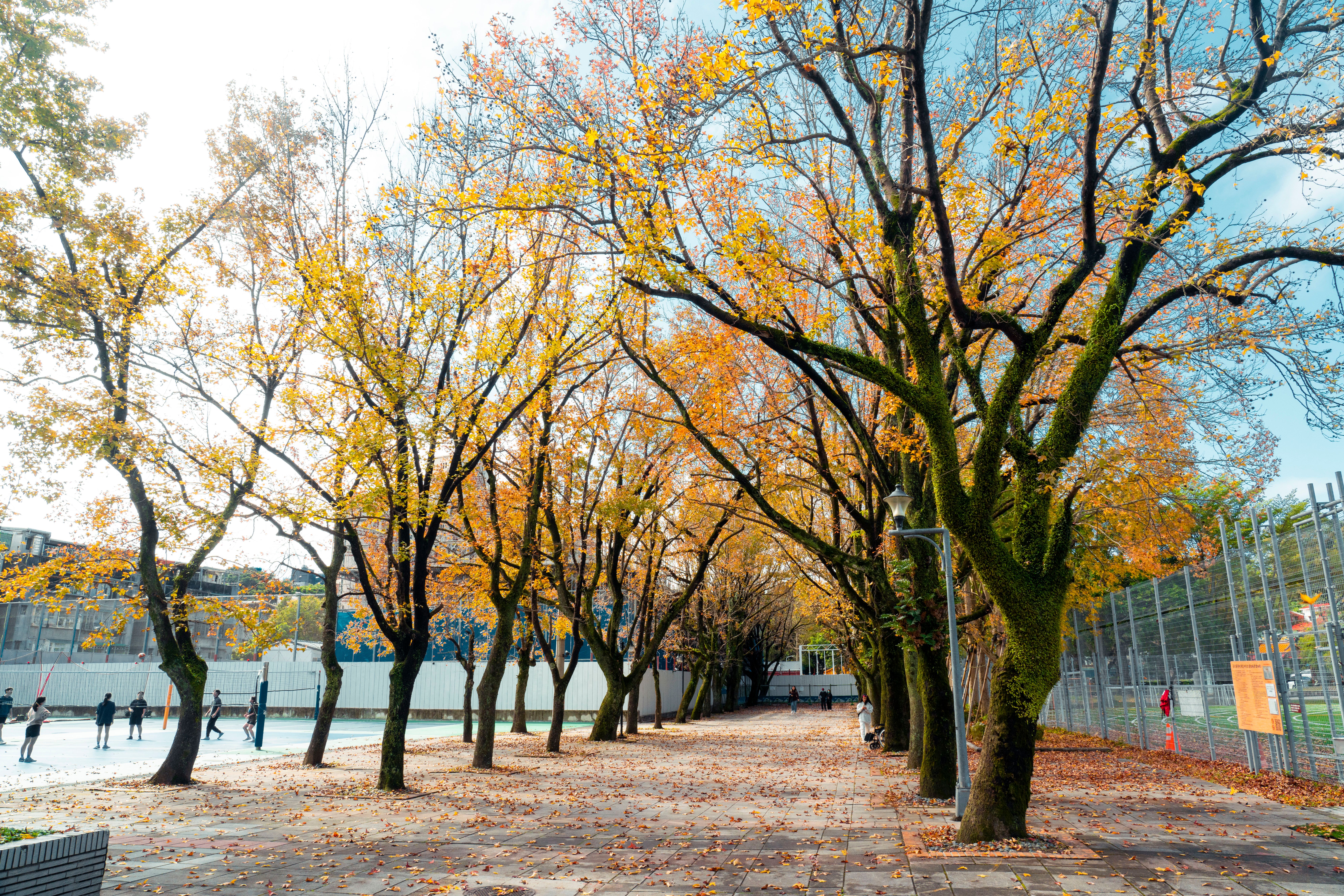 Autumn Leaves in Taipei Park Setting · Free Stock Photo