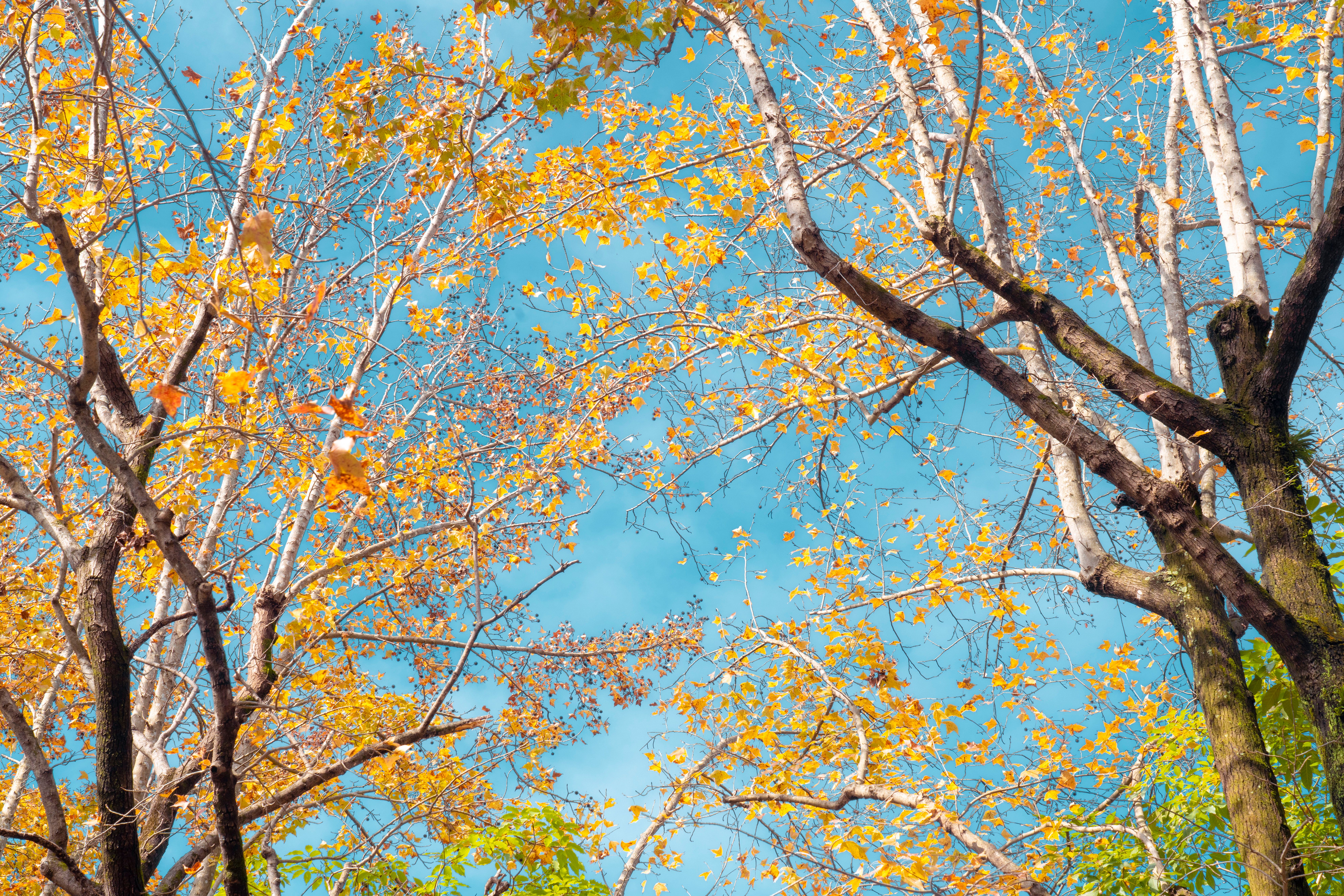 Colorful Autumn Trees in Taipei City, Taiwan · Free Stock Photo