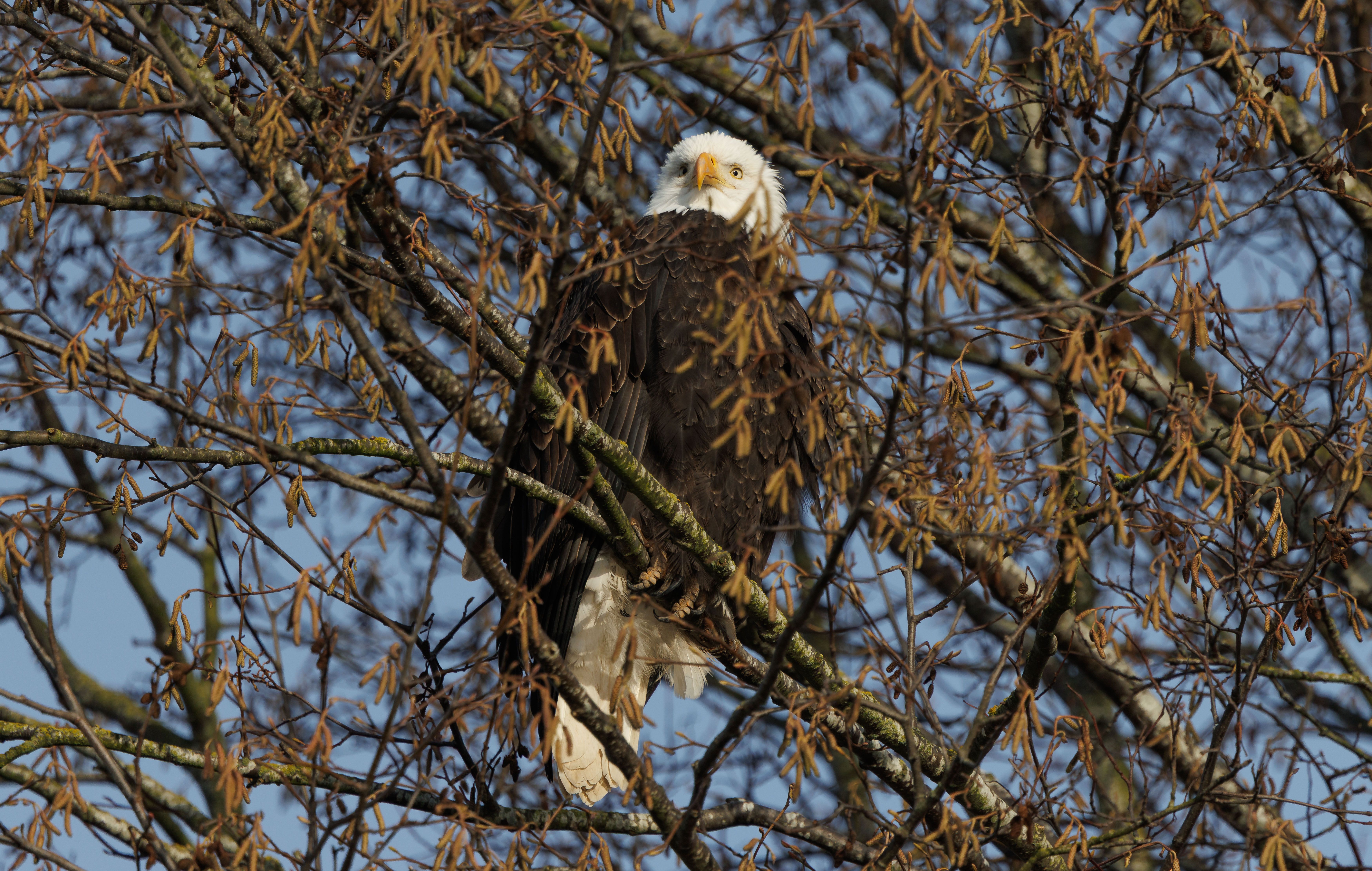 Majestic Bald Eagle Perched in Autumn Tree · Free Stock Photo
