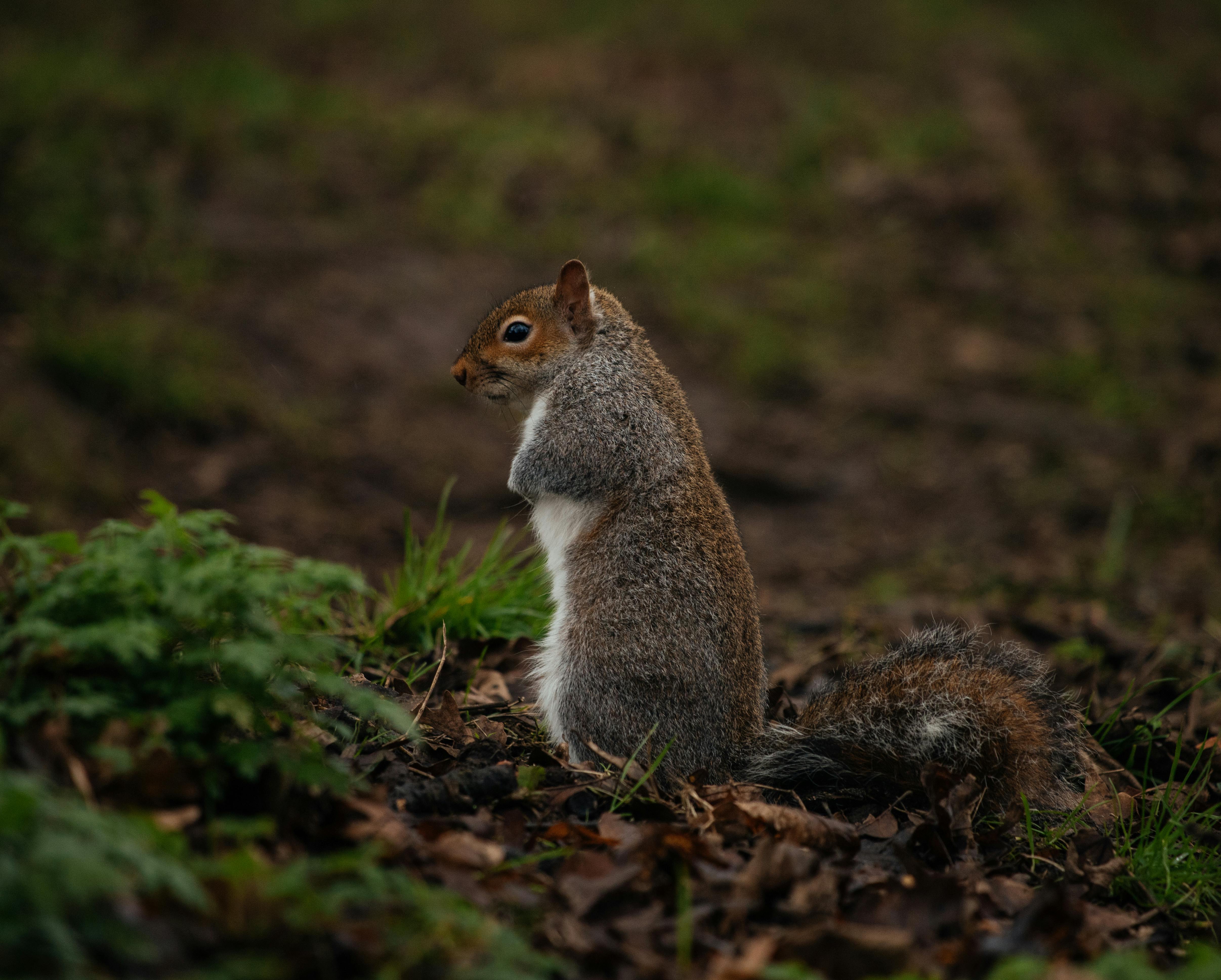 Little fluffy squirrel sitting in park · Free Stock Photo