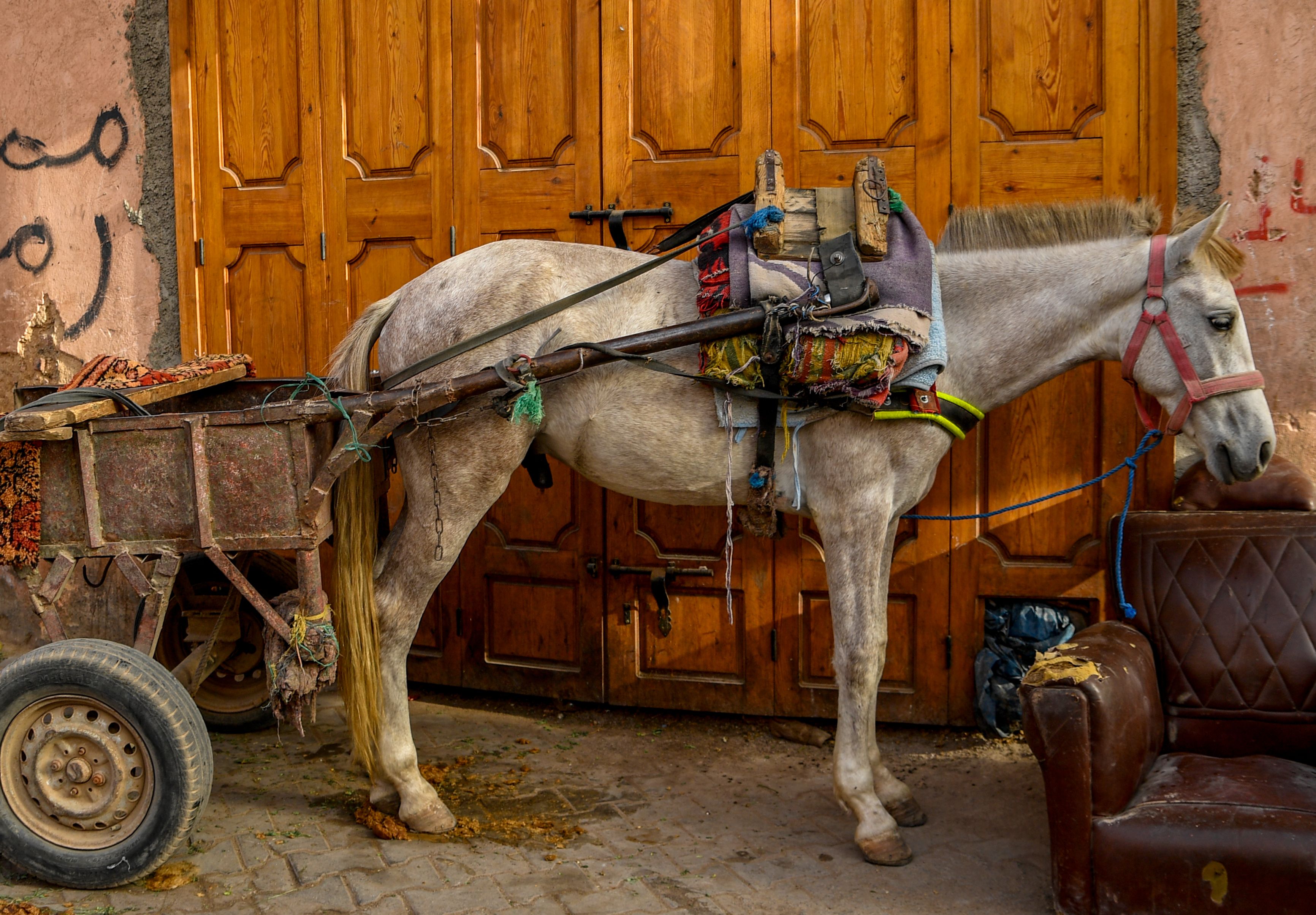 Traditional donkey cart in Marrakesh Medina · meta.free_stock.photo