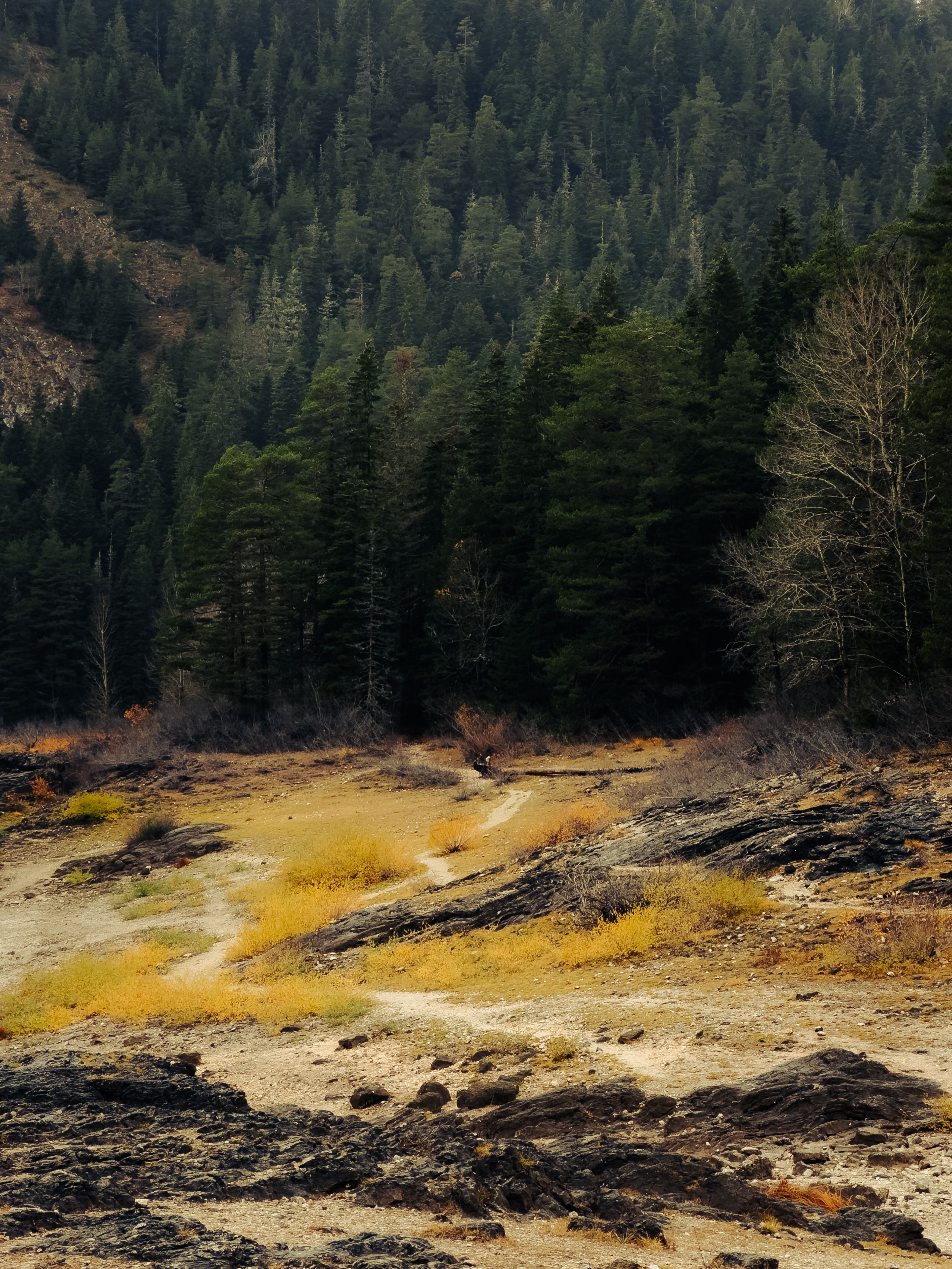 Scenic Forest Landscape with Rocky Terrain · Free Stock Photo