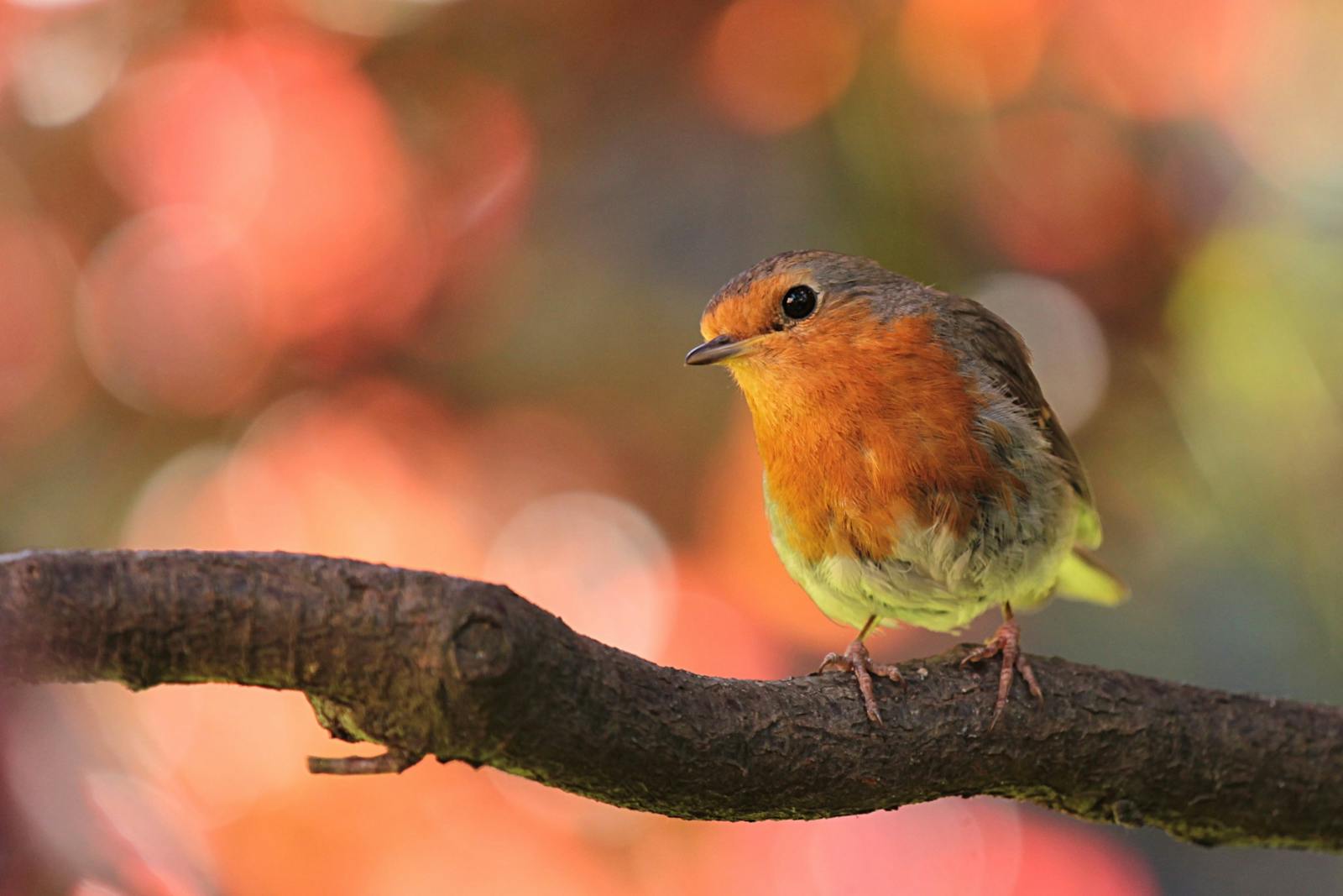 Robin Photos, Download The BEST Free Robin Stock Photos & HD Images