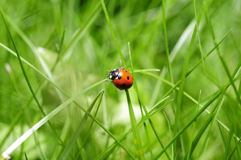 Ladybug Photos, Download The BEST Free Ladybug Stock Photos & HD Images