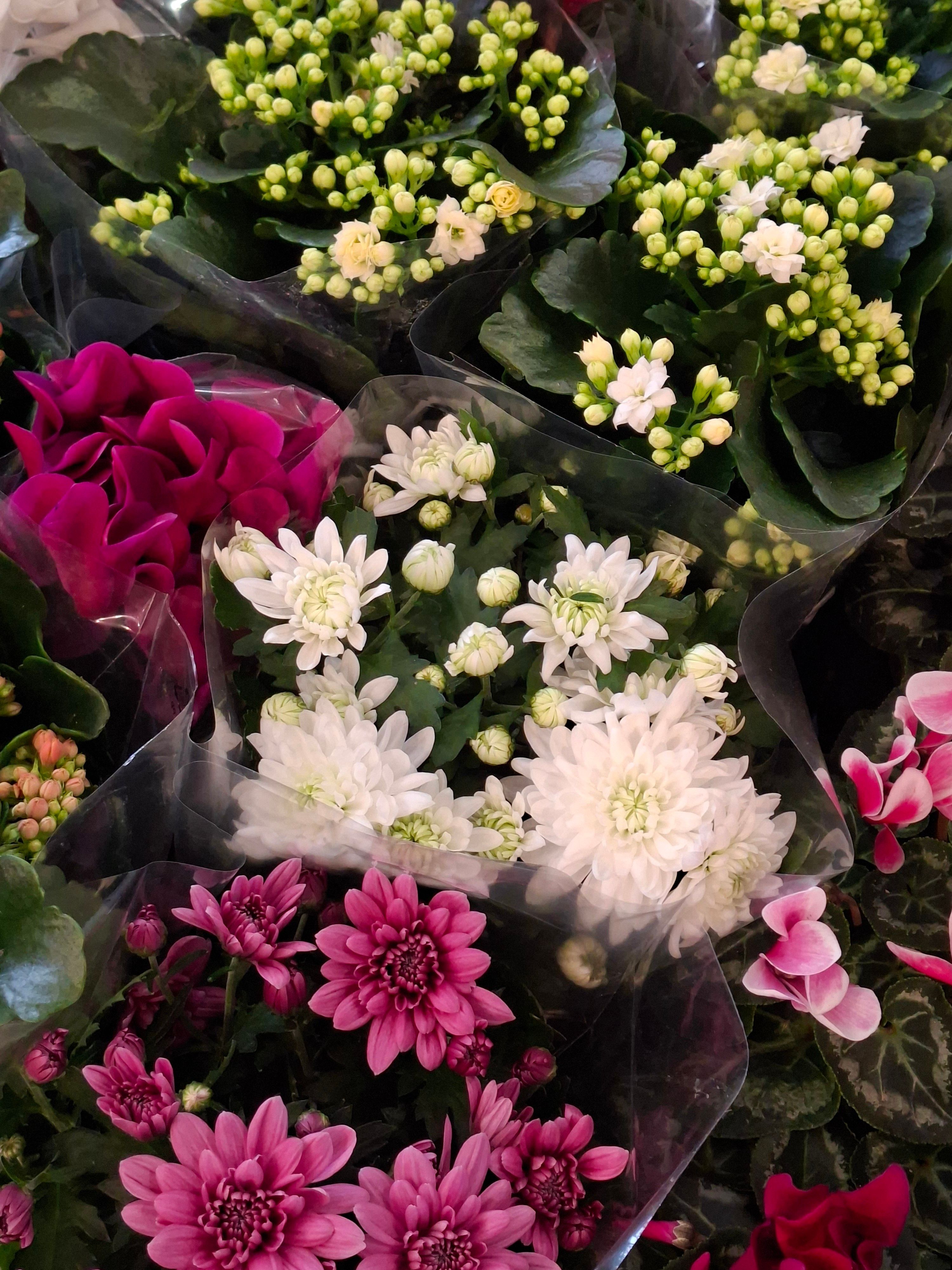 Vibrant Assortment of Fresh Blooms · Free Stock Photo