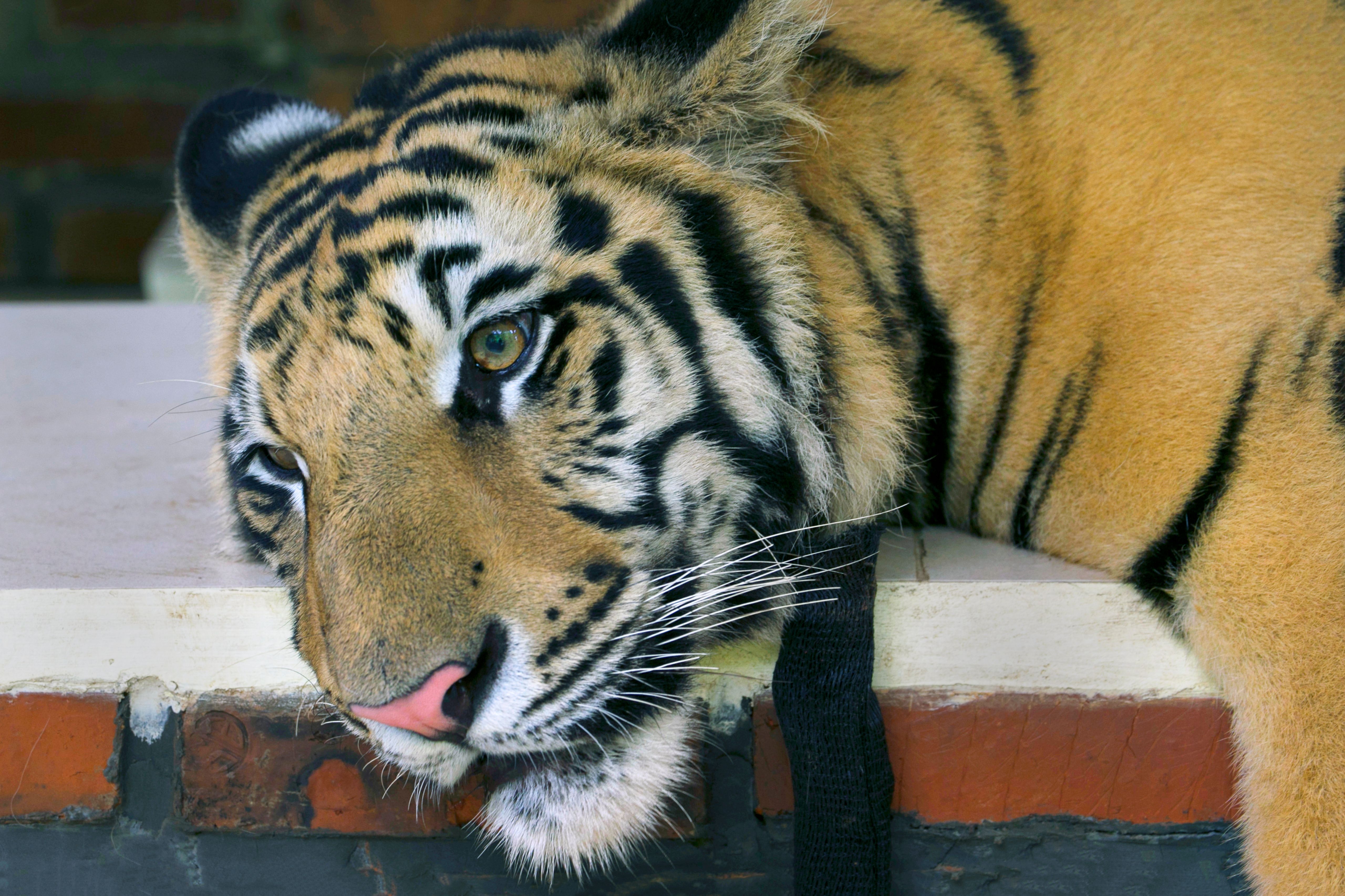 Tiger Head Photos, Download The BEST Free Tiger Head Stock Photos & HD ...