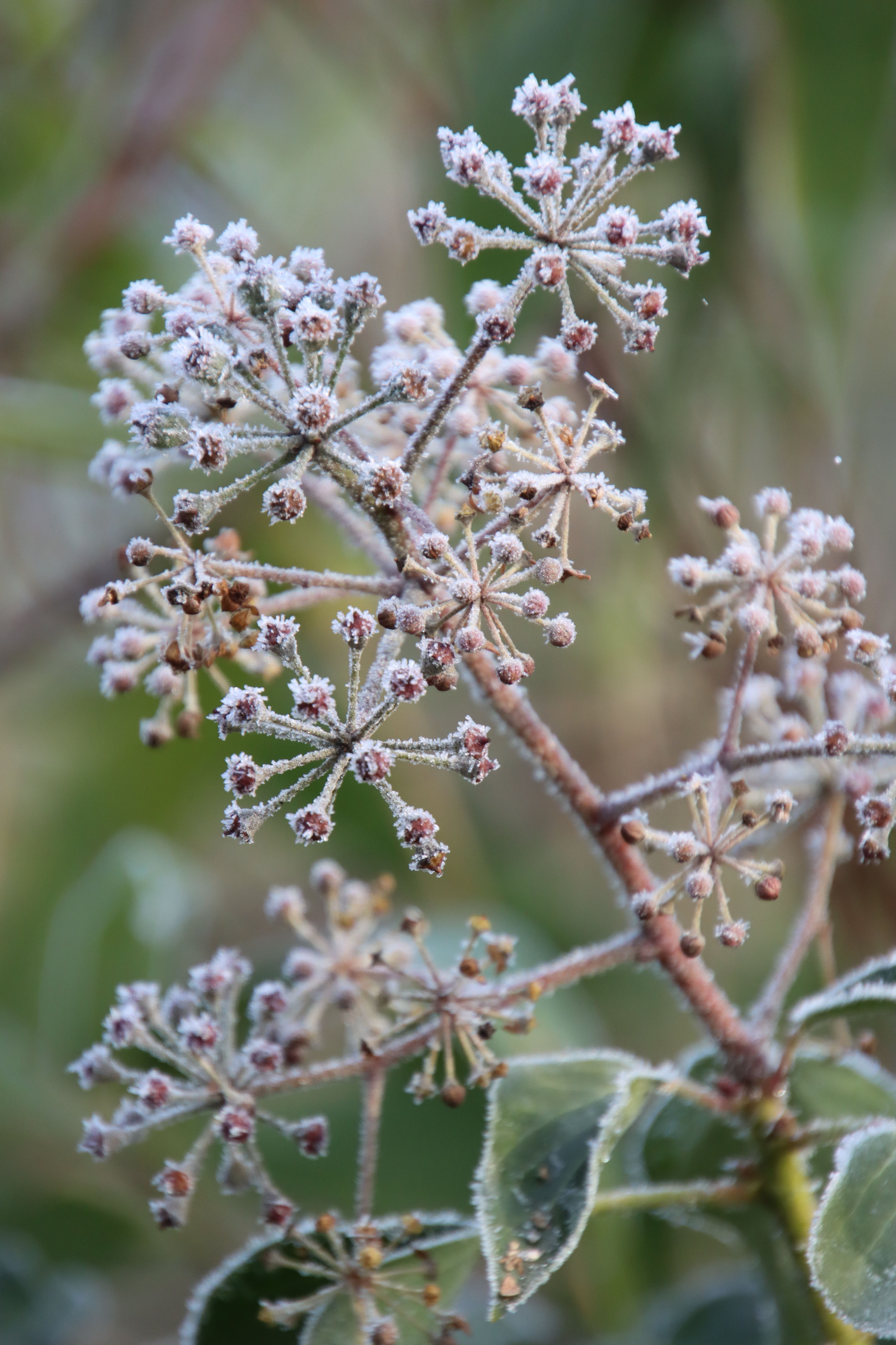 Frost-Covered Ivy with Icy Detail in Winter · Free Stock Photo