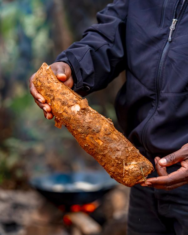 Cassava Photos, Download The BEST Free Cassava Stock Photos & HD Images