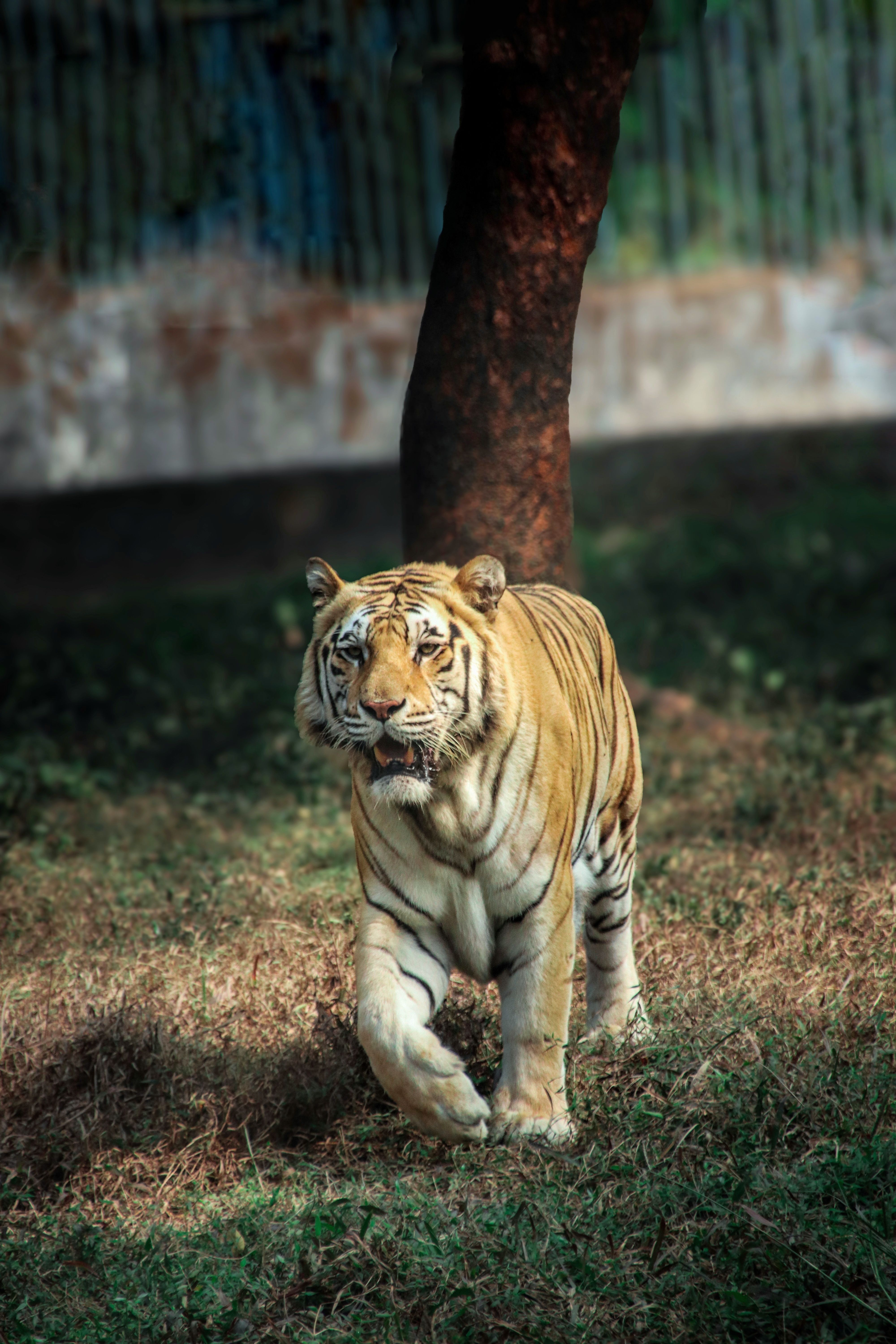 Majestic Bengal Tiger in Natural Habitat · Free Stock Photo