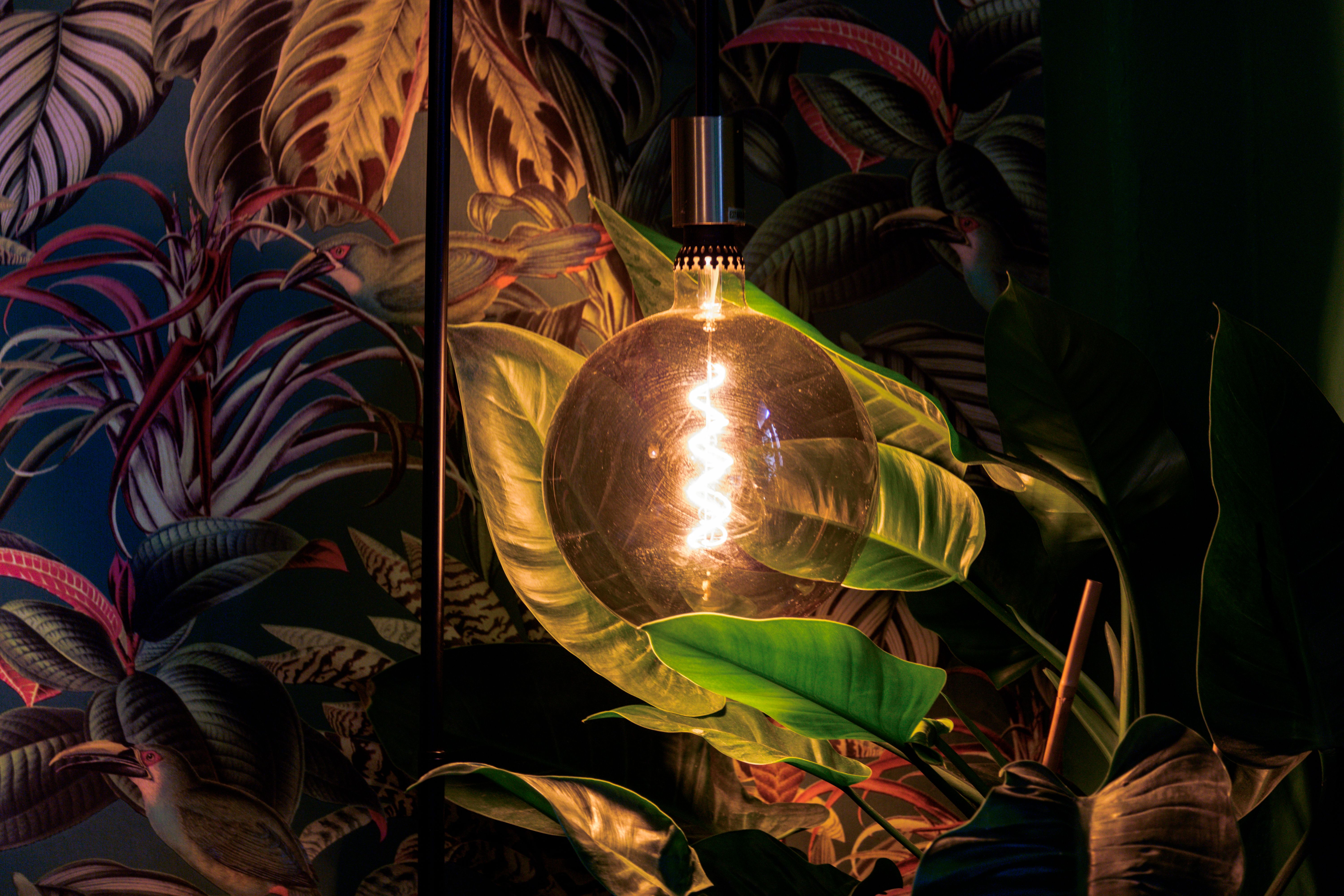 Glowing Vintage Bulb Among Tropical Leaves · Free Stock Photo
