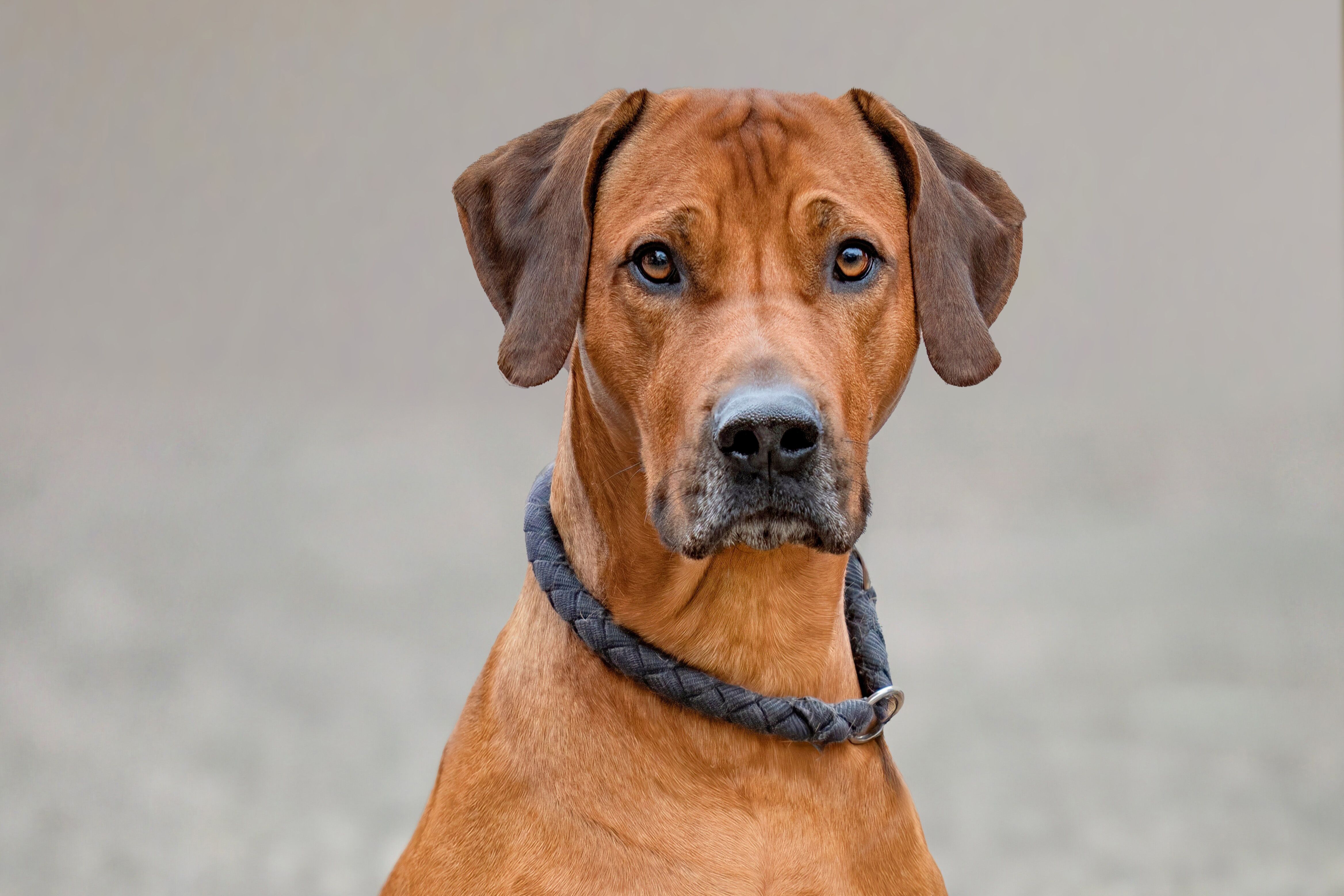 Majestic Dog Portrait with Calm Expression · Free Stock Photo