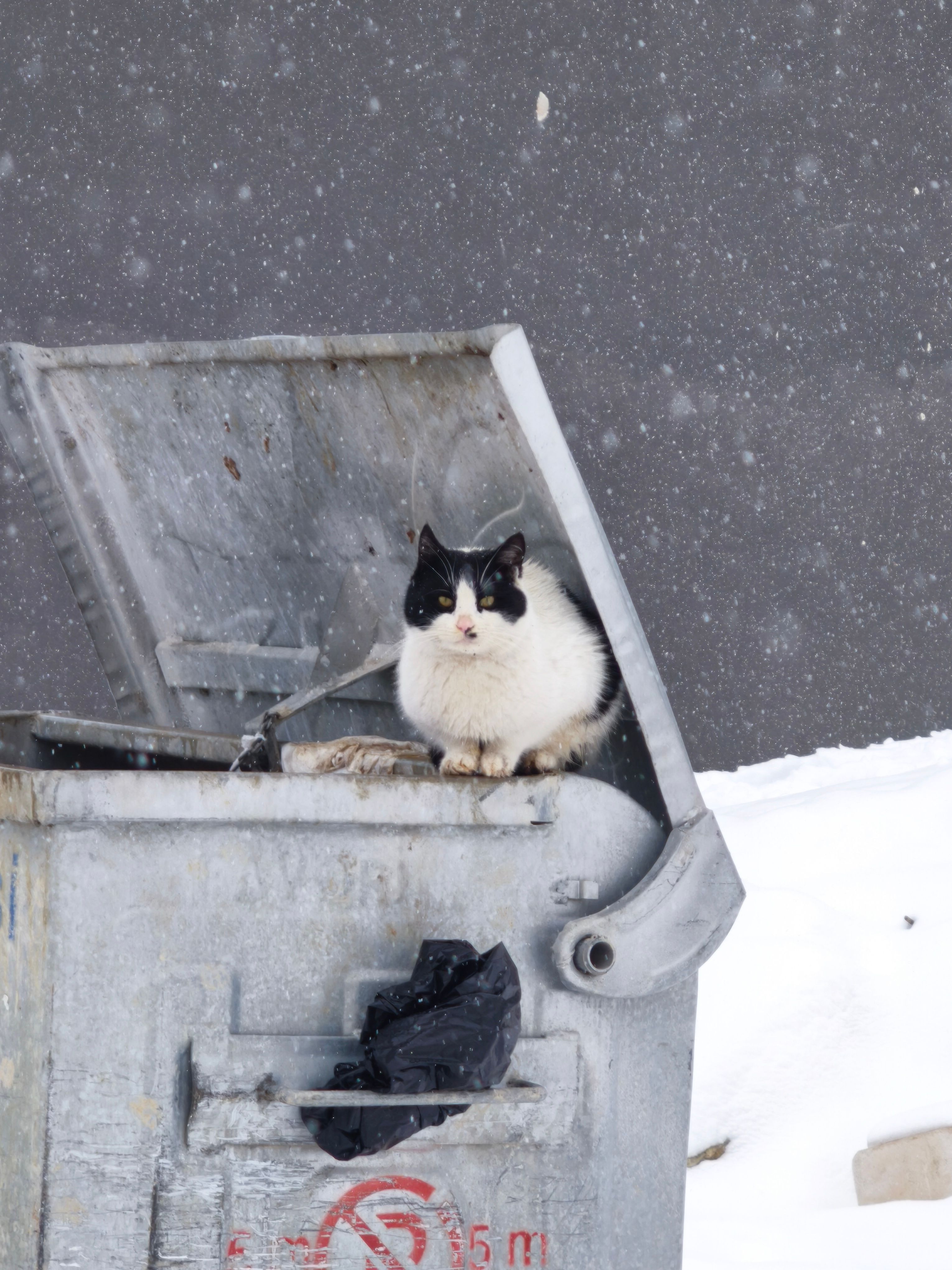 Black and White Stray Cat in Winter Dumpster Scene · Free Stock Photo