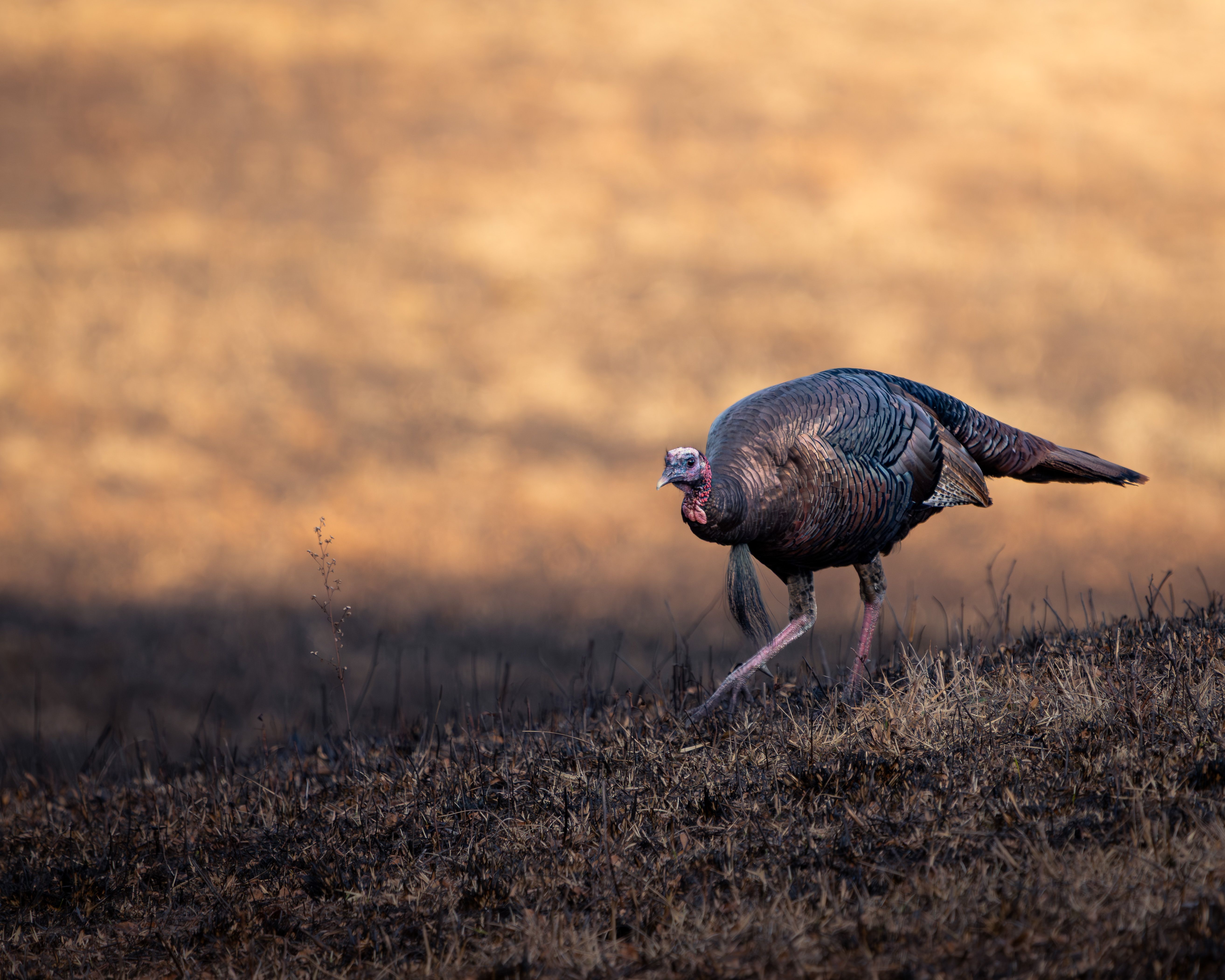 Wild Turkey Grazing in Open Field at Sunset · Free Stock Photo