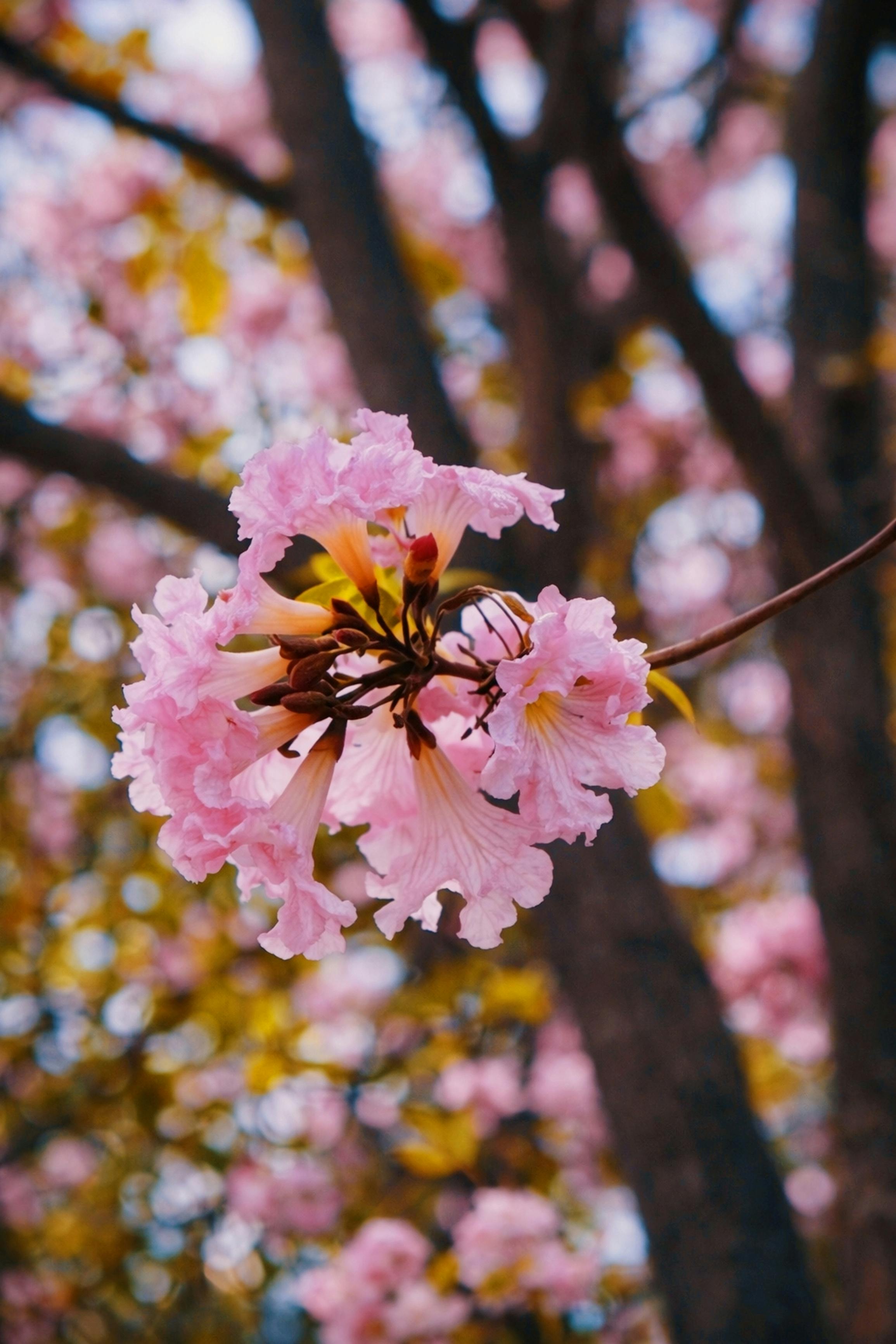 Pink Tabebuia Blossoms in Full Spring Bloom · Free Stock Photo