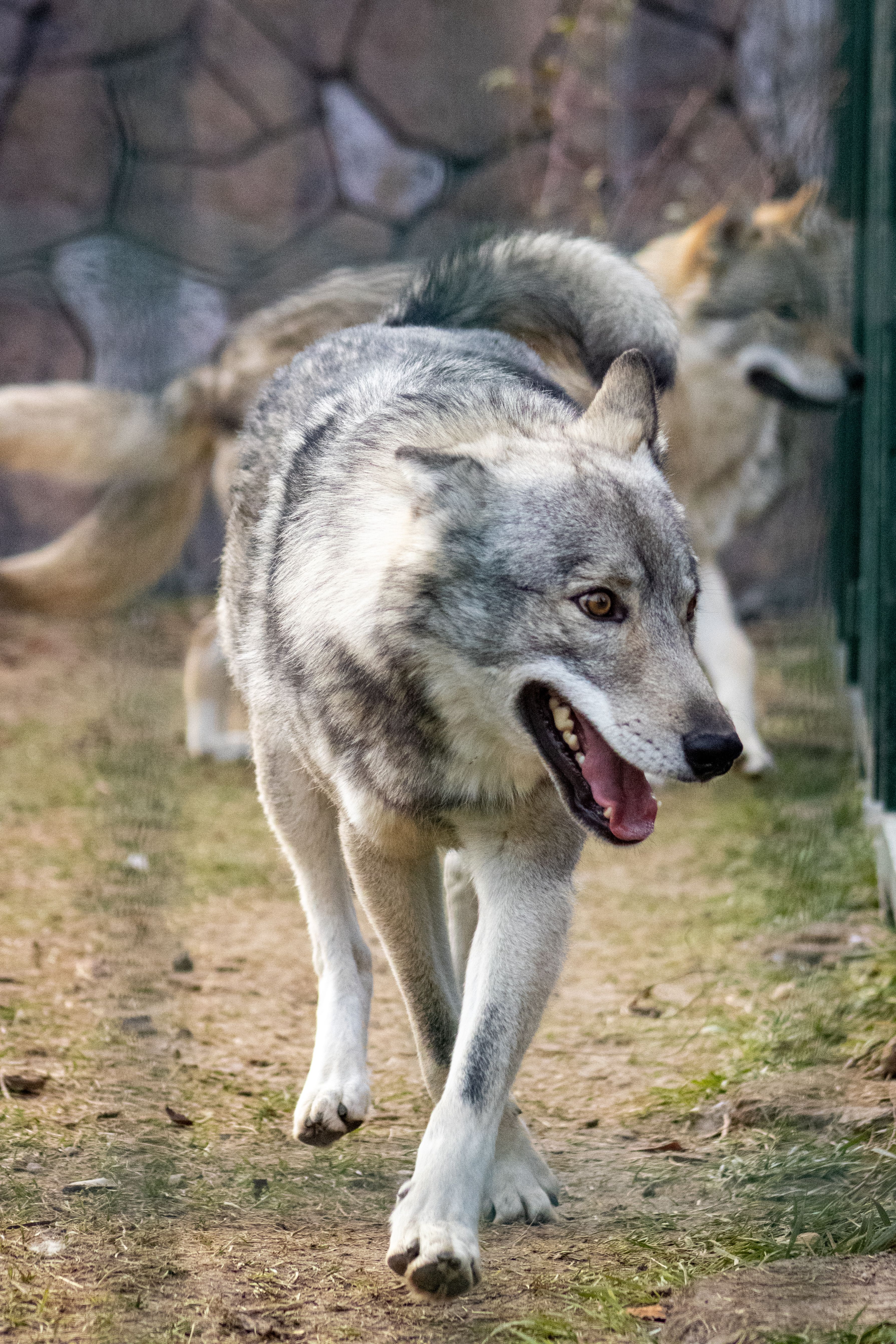 Gray Wolf Roaming in Natural Habitat Outdoors · Free Stock Photo