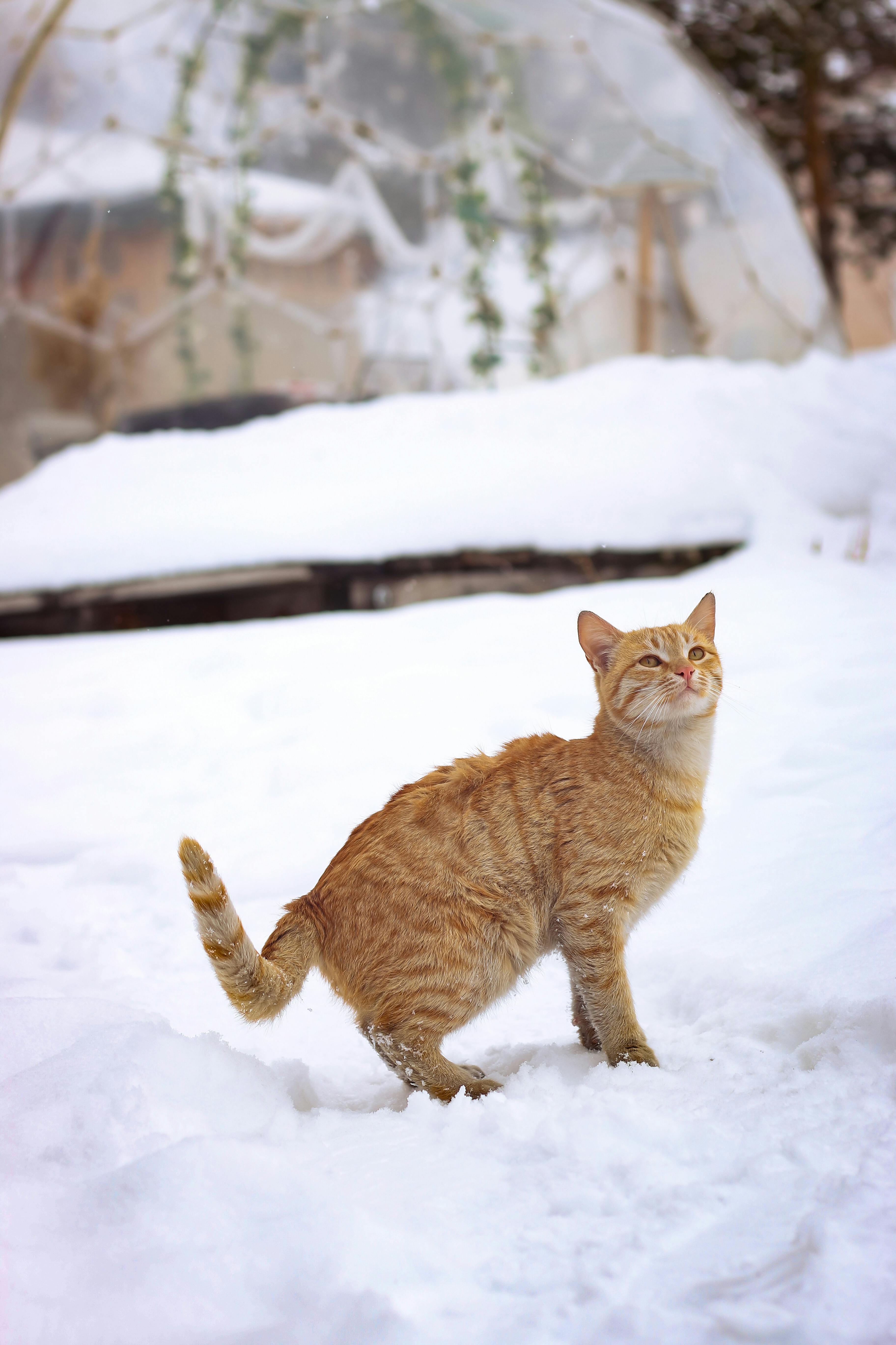 Ginger Cat in Snowy Ardahan Landscape · Free Stock Photo