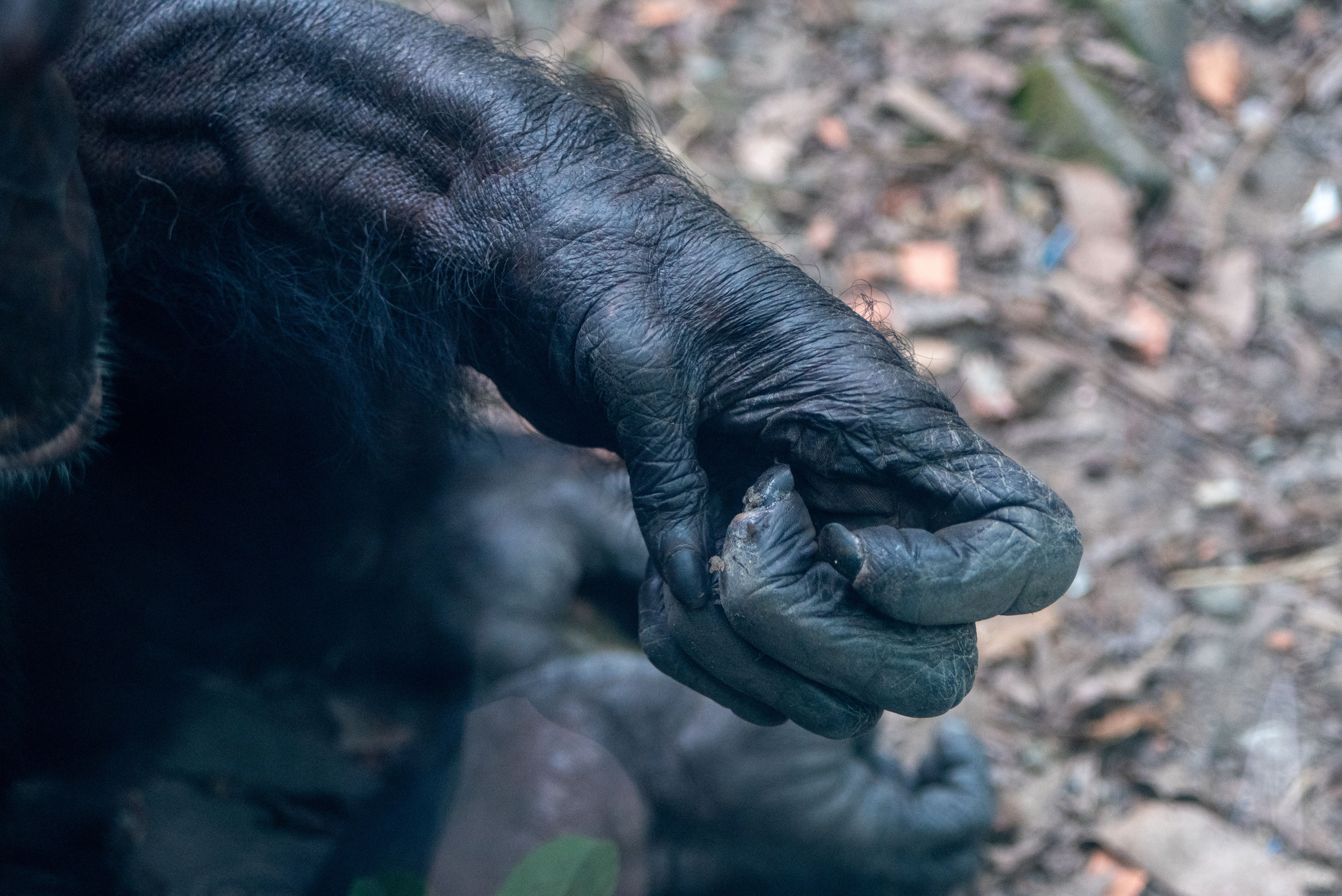 Close-up of Chimpanzee Hand in Nature · Free Stock Photo