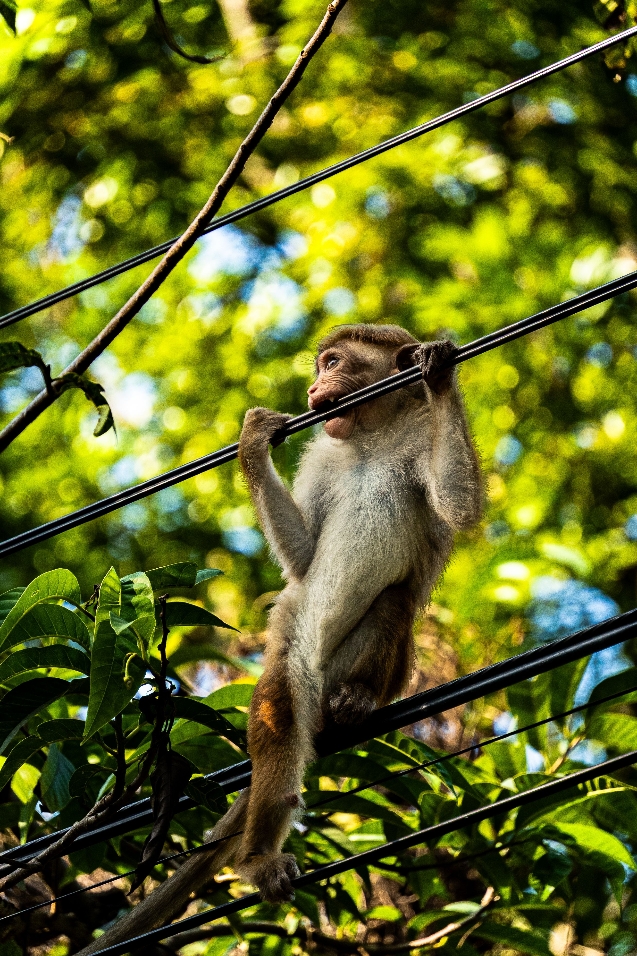Playful Monkey on Power Lines in Sri Lanka · Free Stock Photo