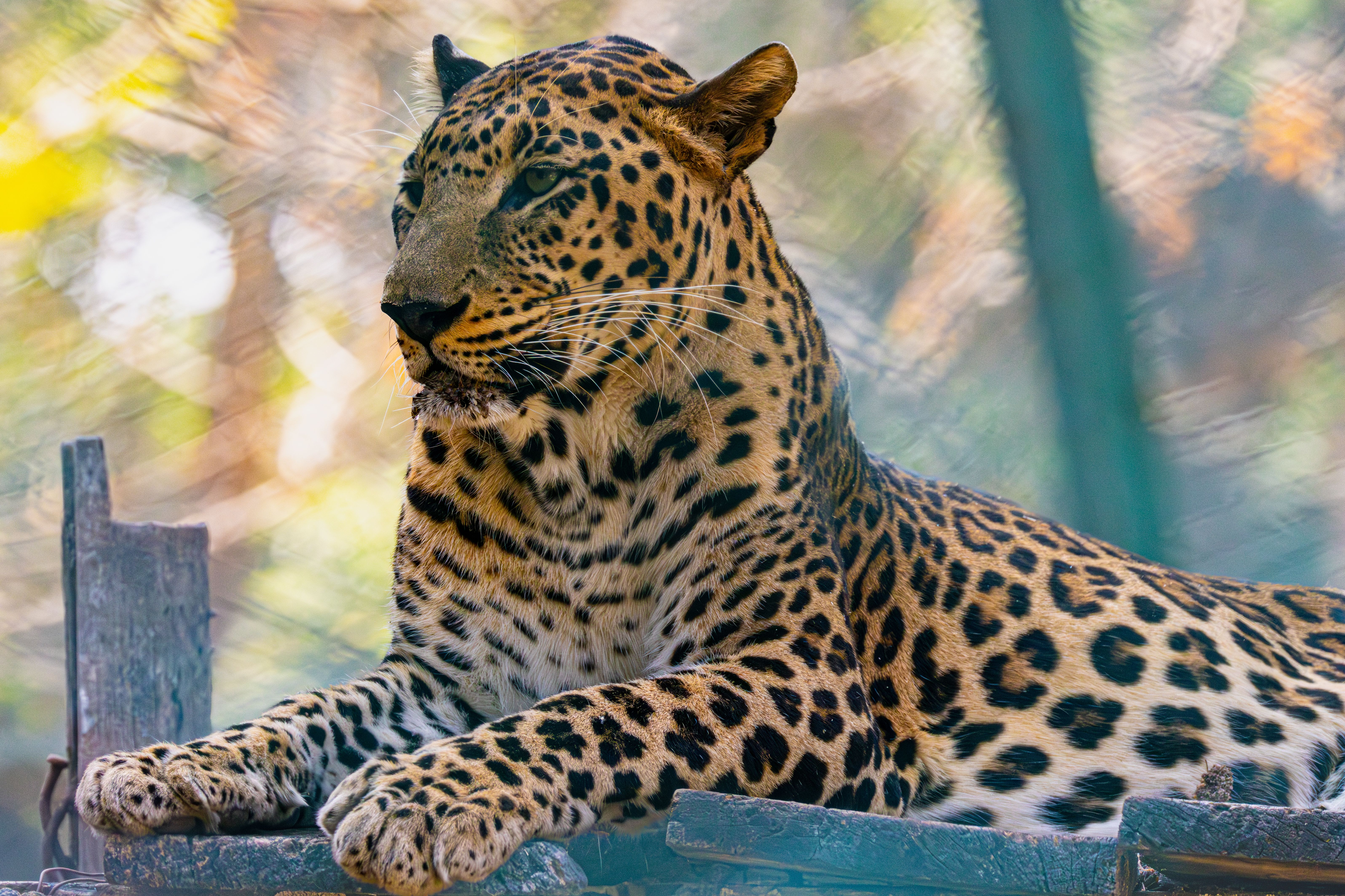 Brown Leopard · Free Stock Photo