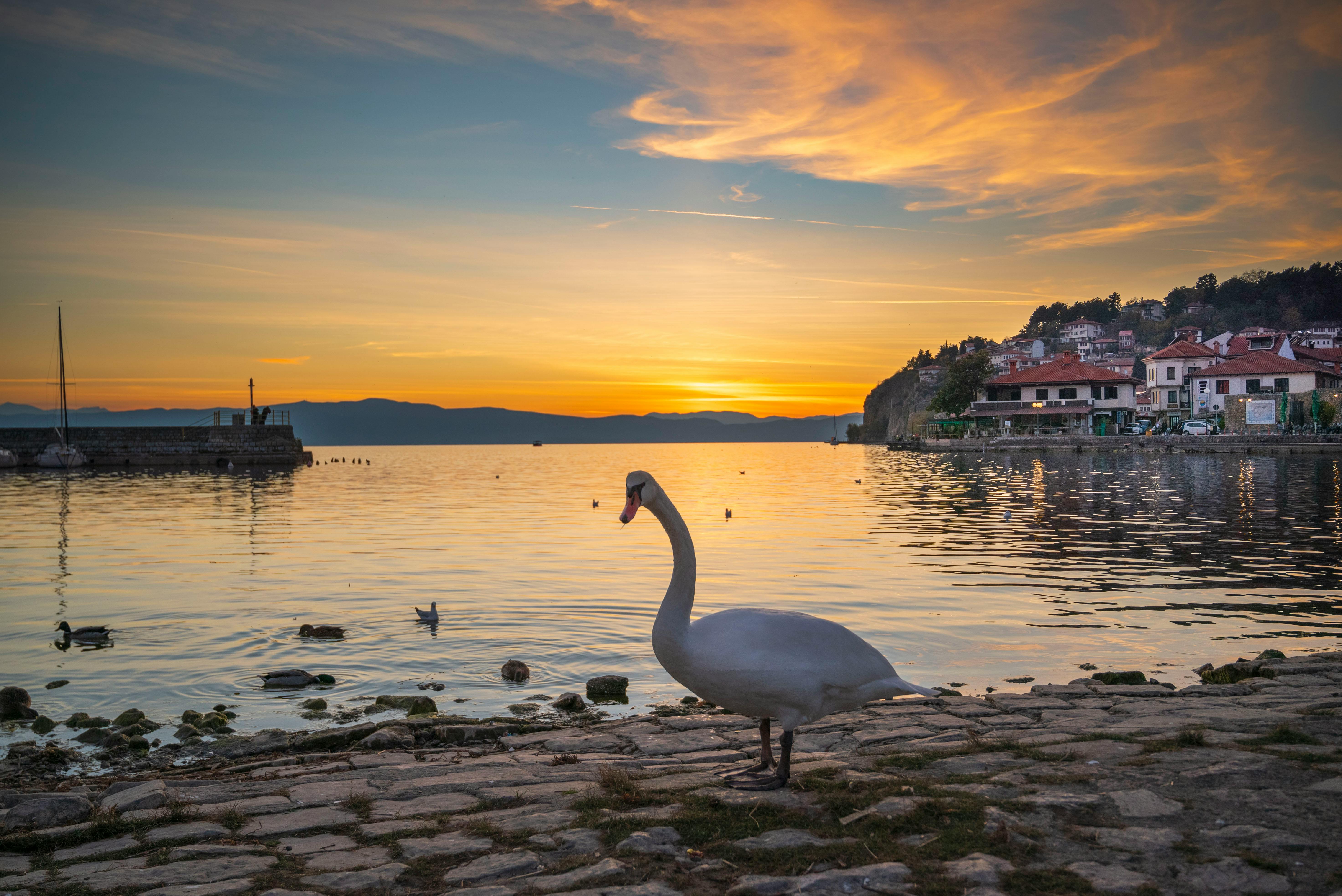 Serene Sunset on a Lakeshore with Swan · Free Stock Photo