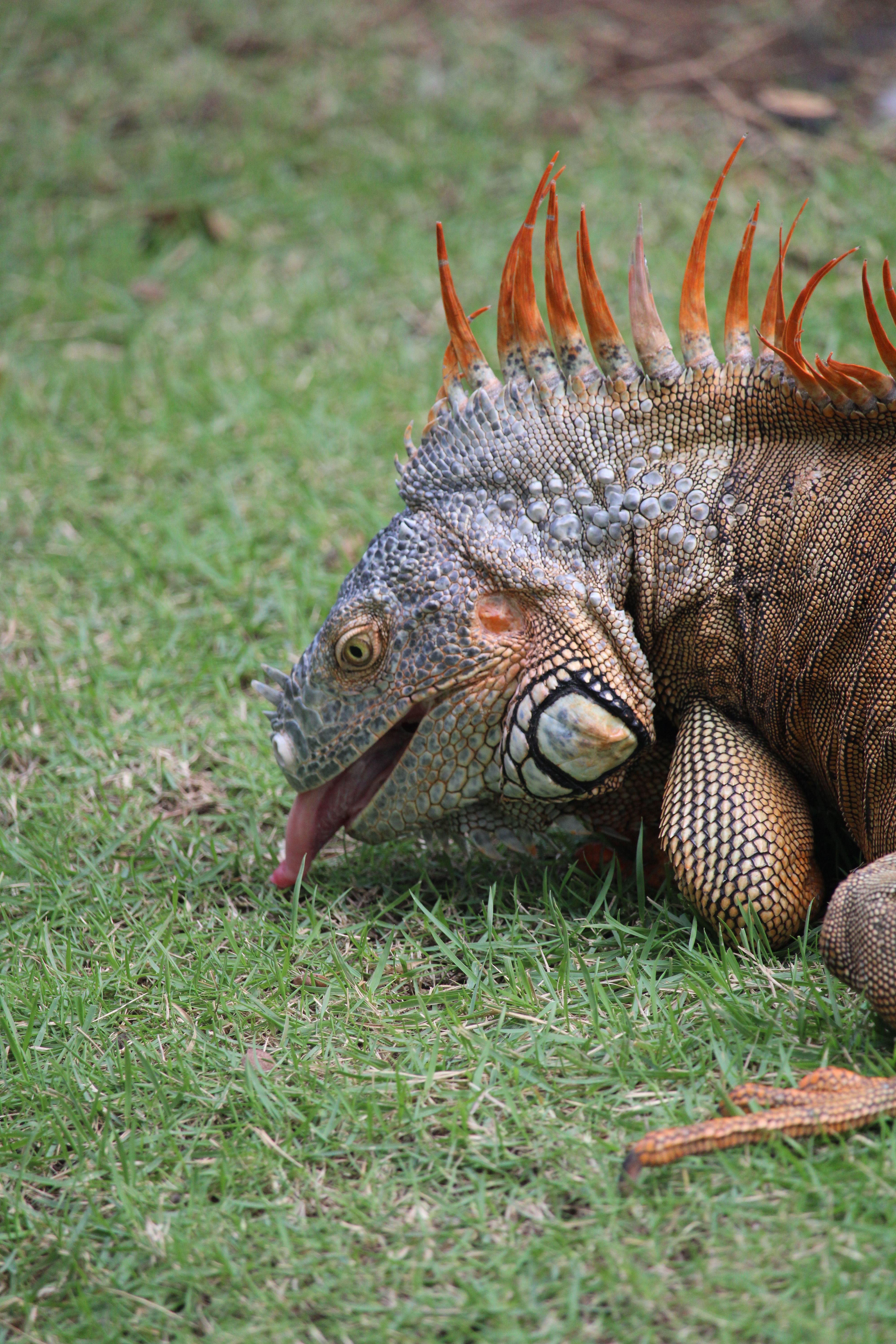 Colorful Green Iguana on Grass in Dominican Republic · Free Stock Photo
