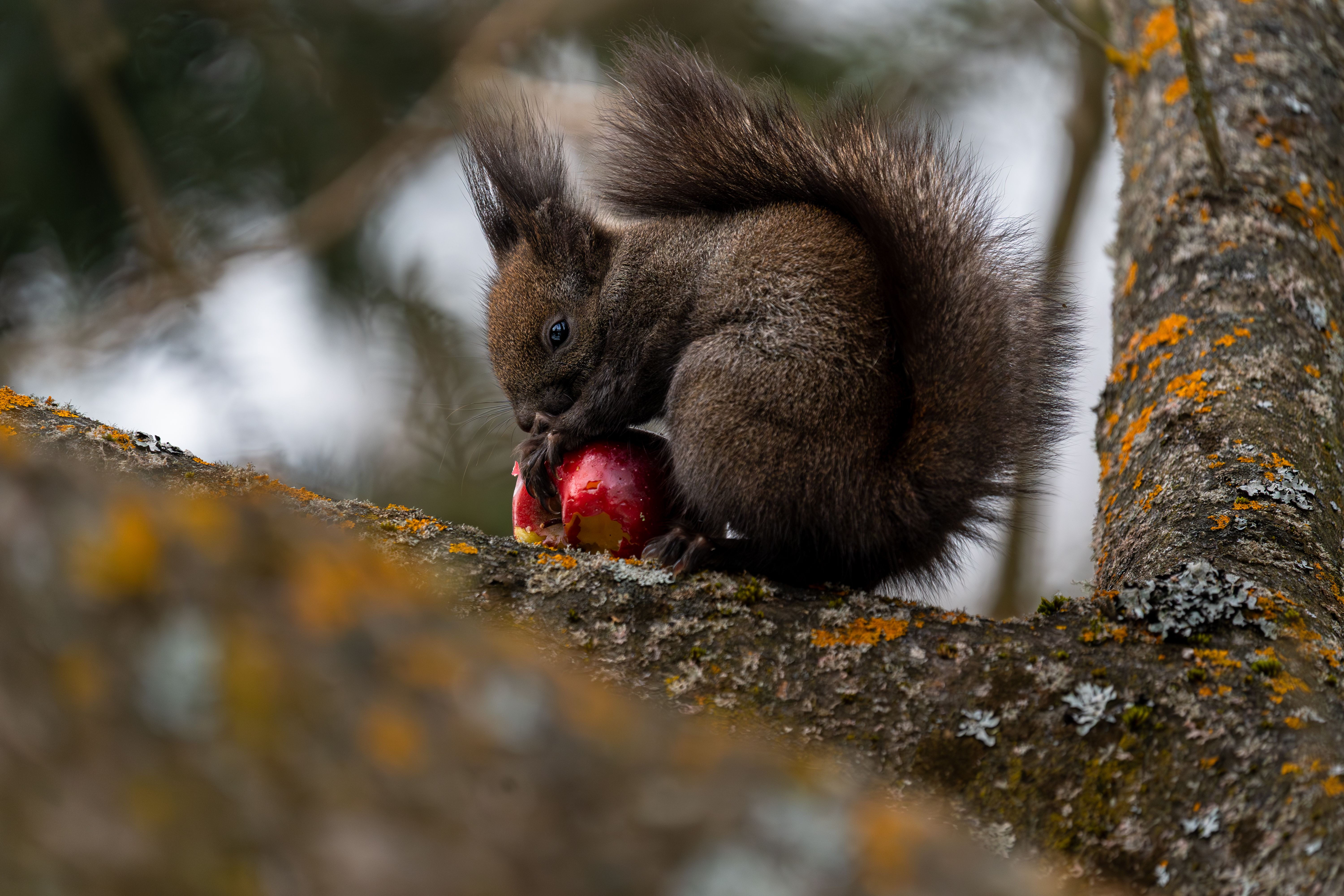 Close-up of Squirrel Eating Red Apple on Tree Branch · Free Stock Photo
