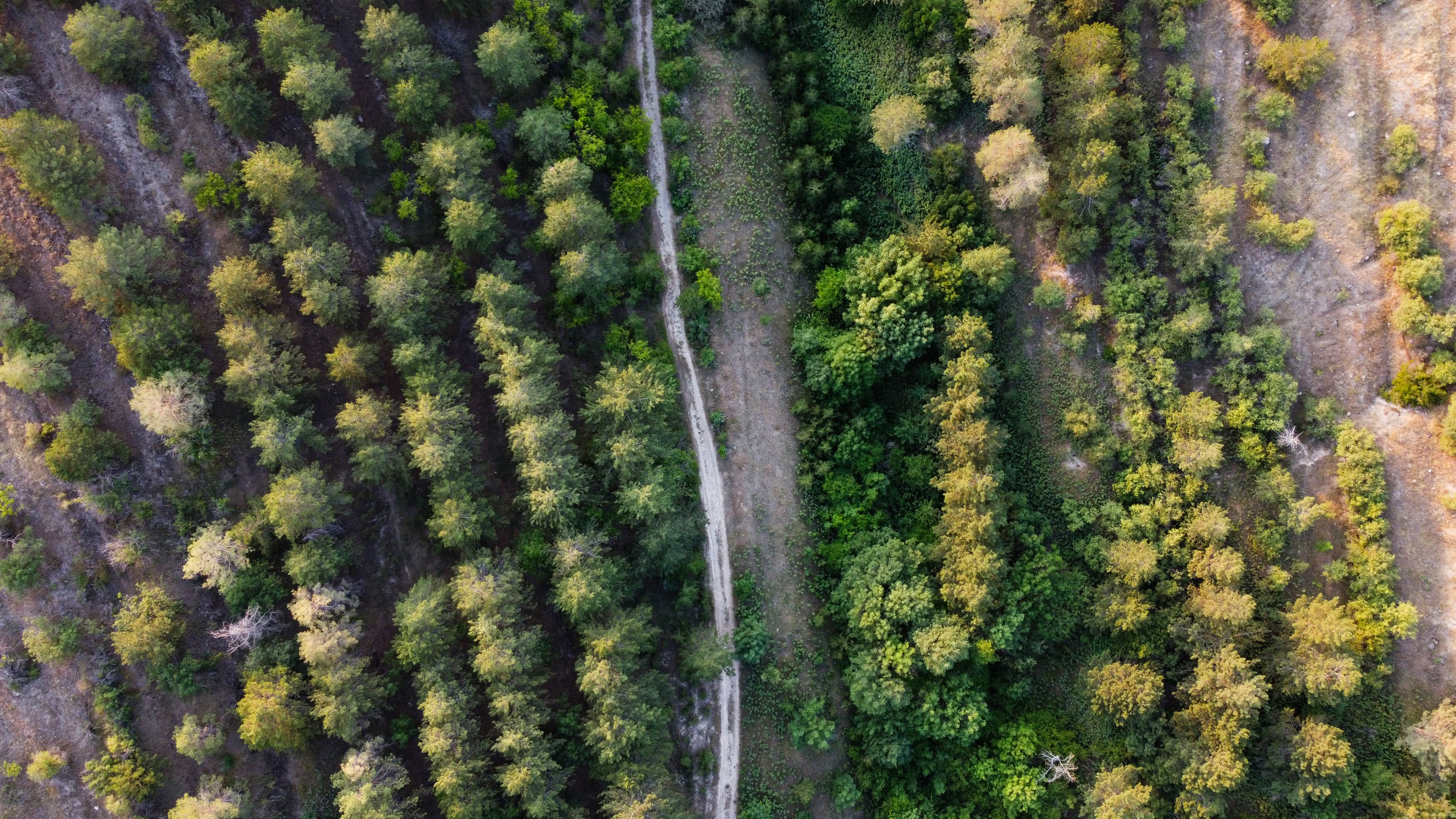 Aerial View of Lush Forest Path in Armenia · Free Stock Photo