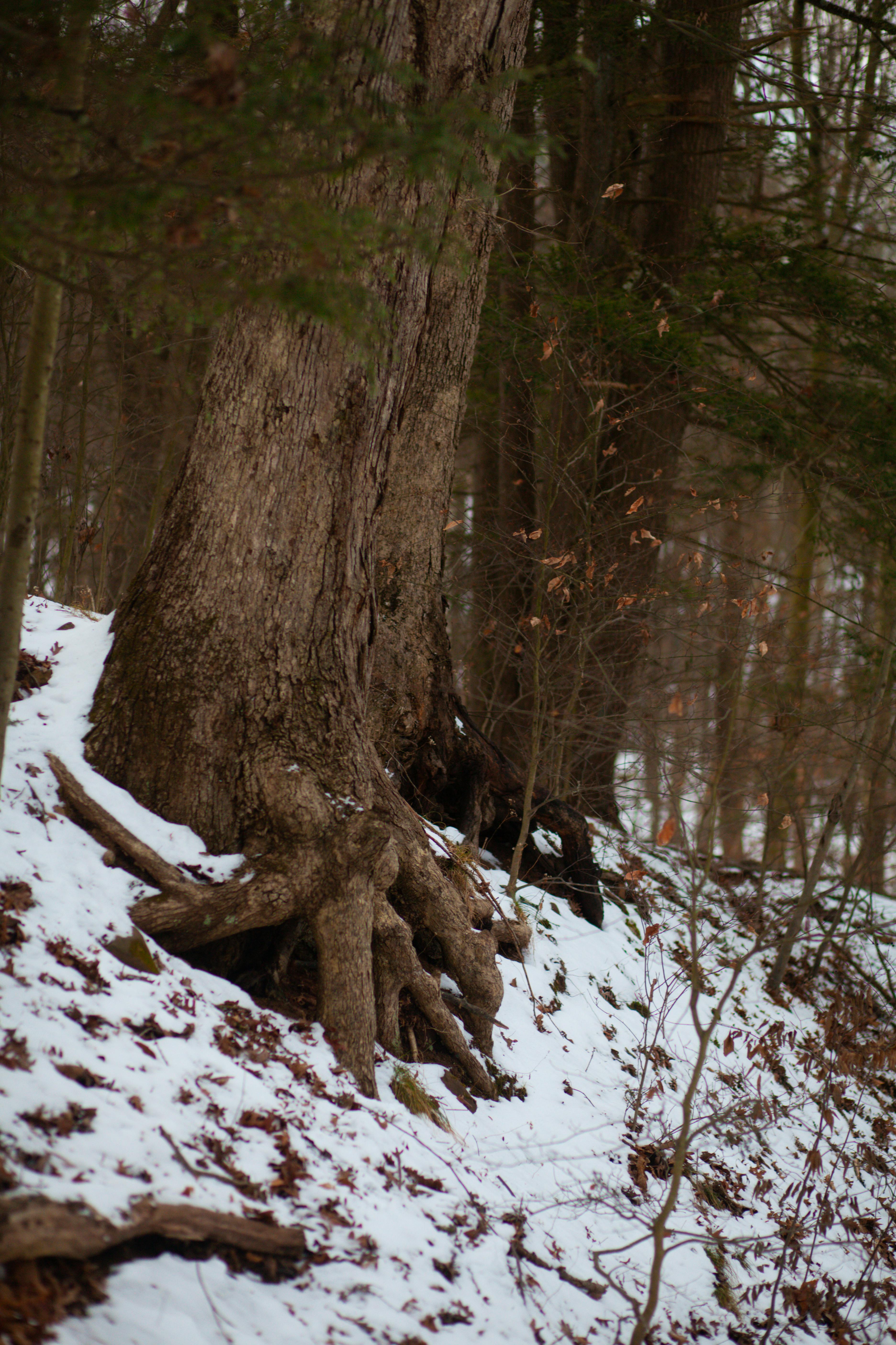 Jakayla Toney - Fotografi