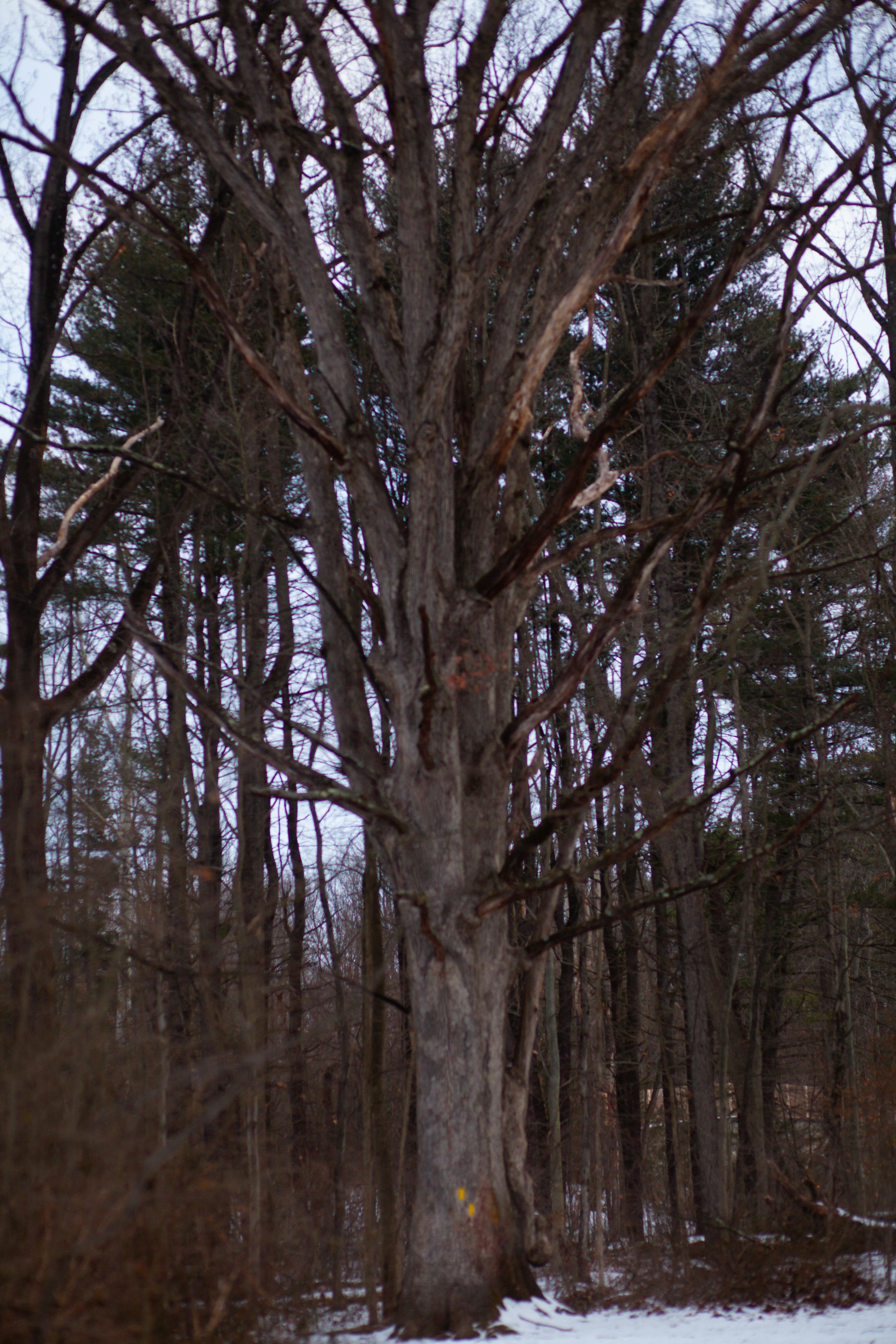 Jakayla Toney - Fotografi