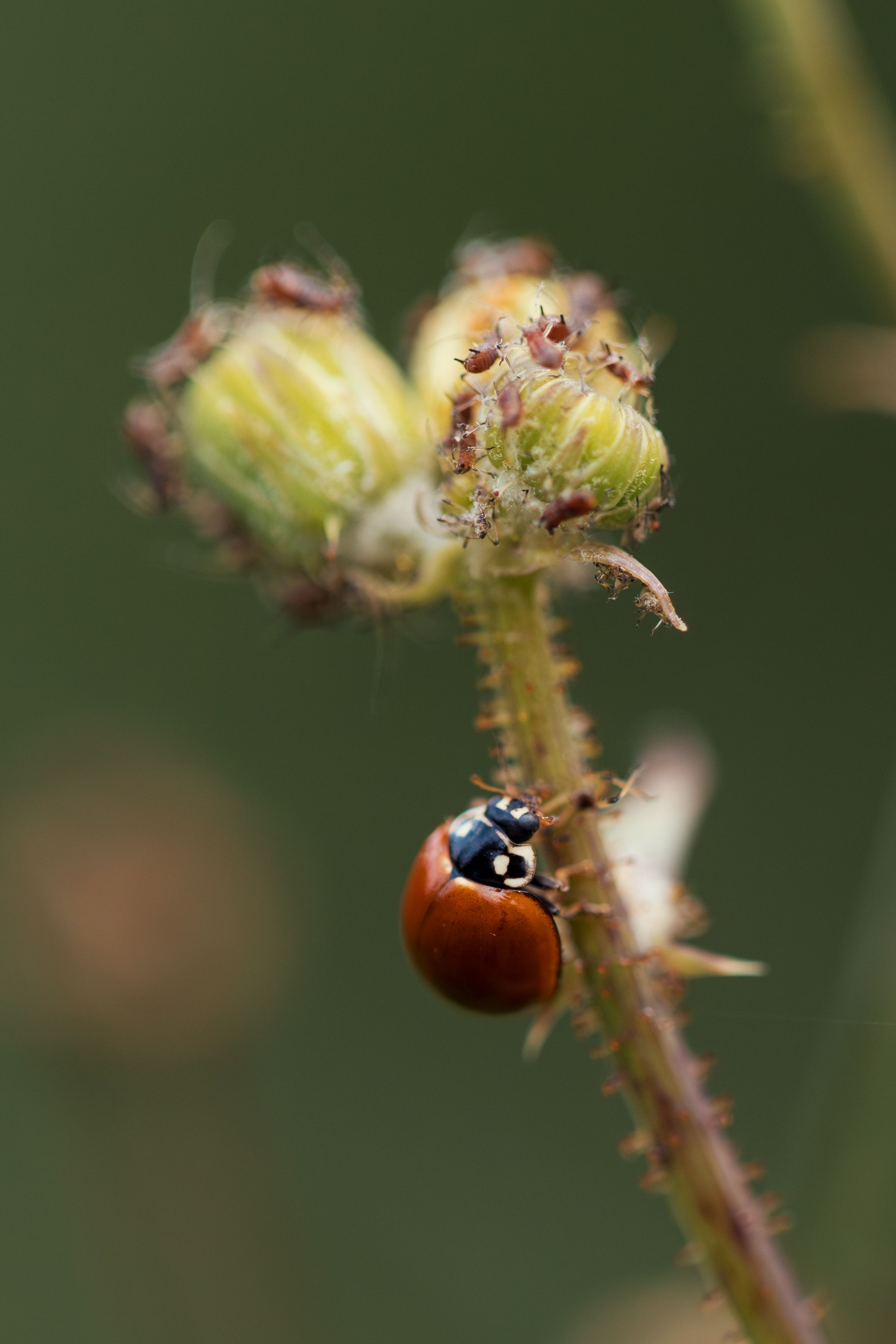 Close-up of a Ladybug on Budding Wildflower · Free Stock Photo